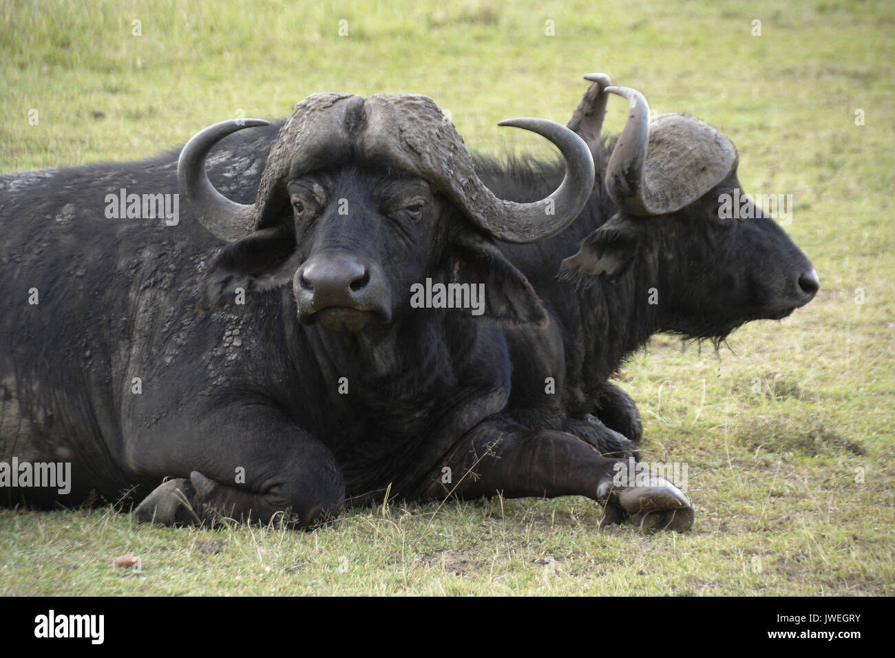 Masai mara kenya buffaloes hi-res stock photography and images - Alamy