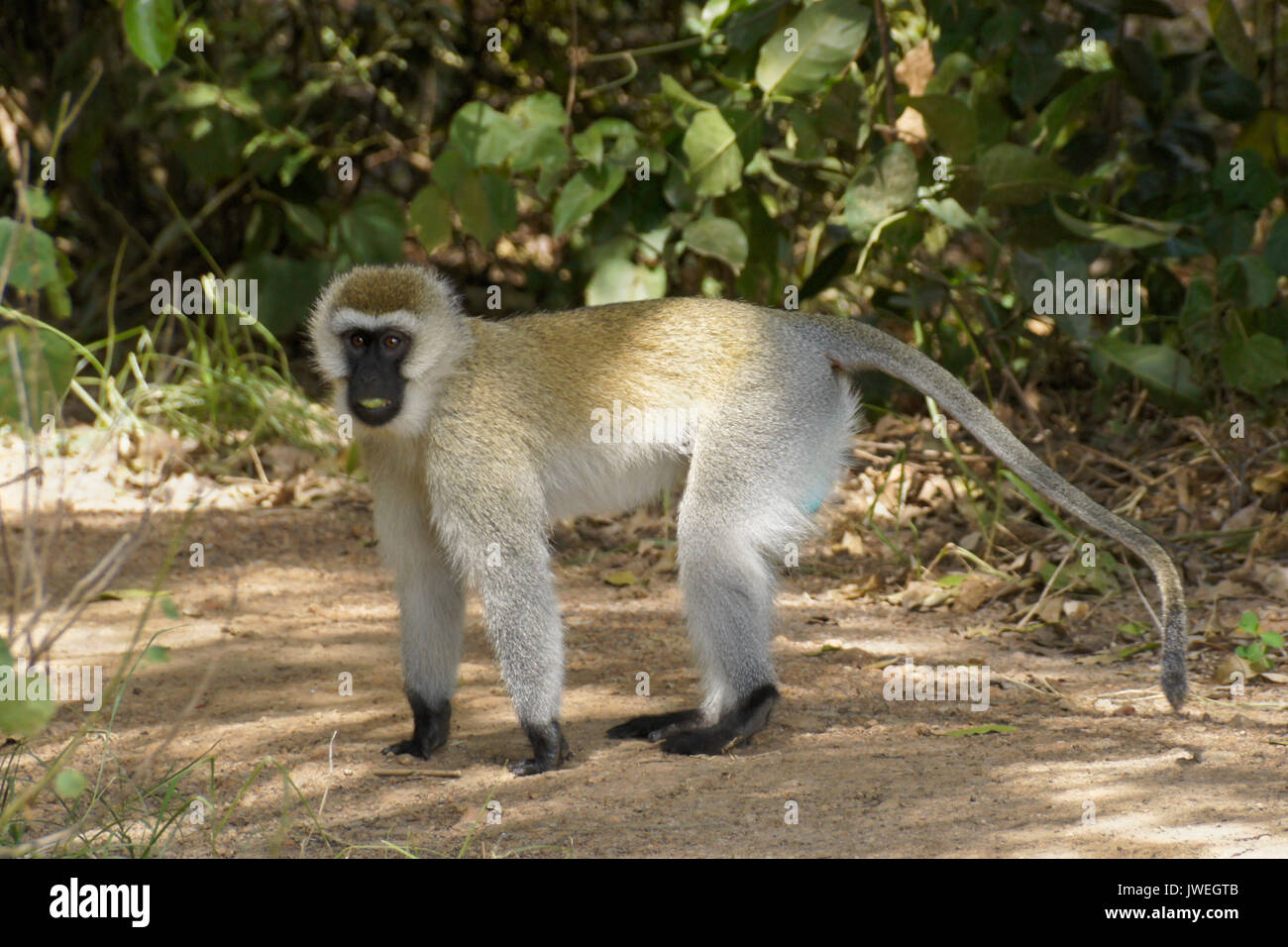 Male vervet monkey hi-res stock photography and images - Alamy