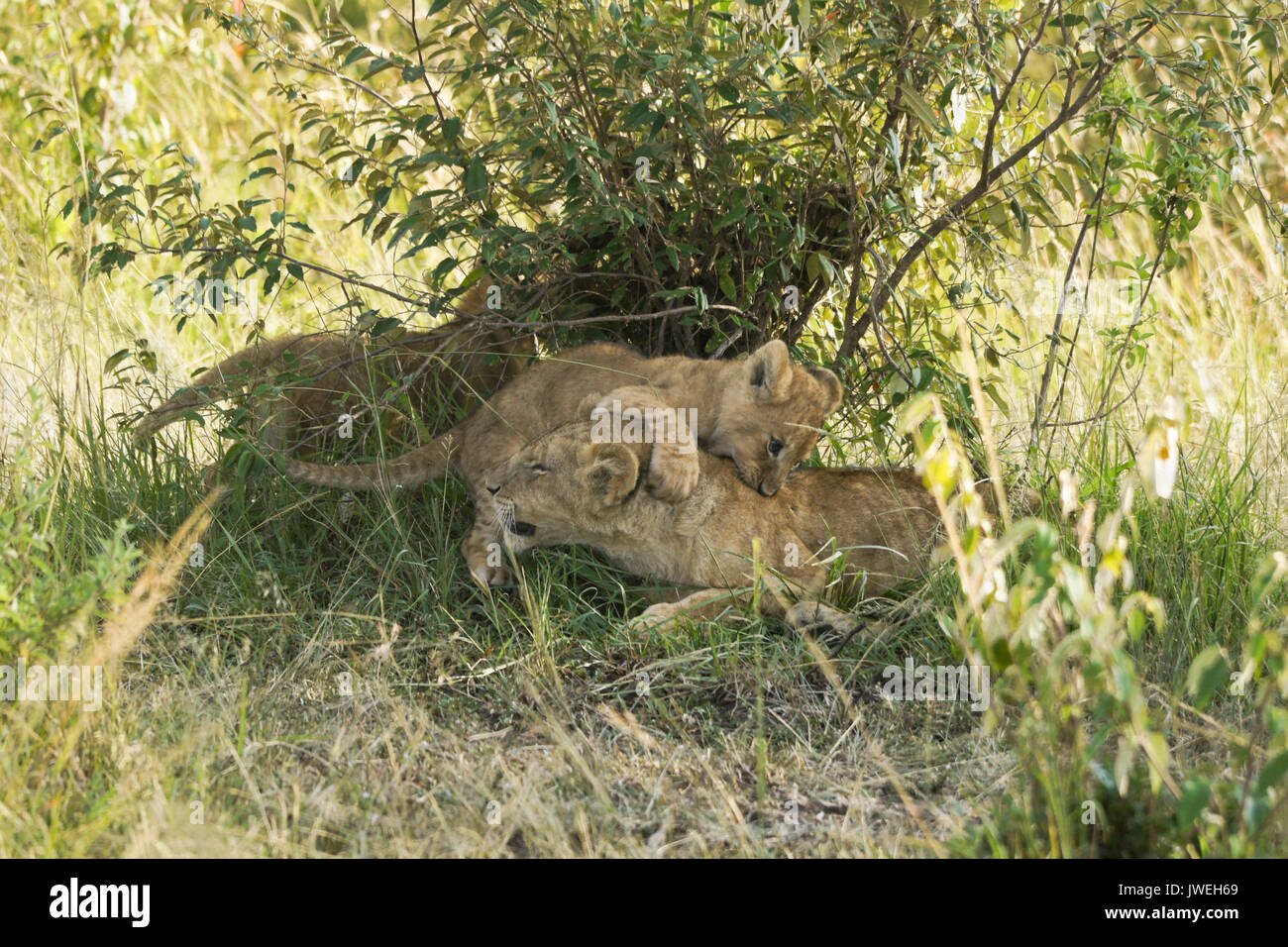 Tiny lion cub playing with older cub that was sleeping, Masai Mara Game Reserve, Kenya Stock ...