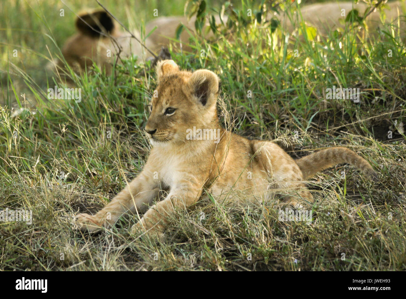 Tiny lion cub awake while the rest of the pride sleeps in the shade ...