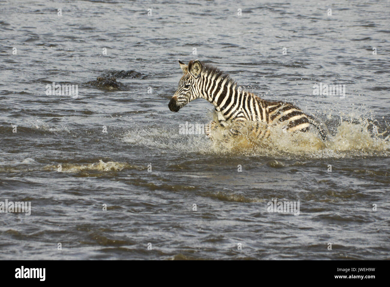 Mara river crossing zebra crocodile hi-res stock photography and images ...