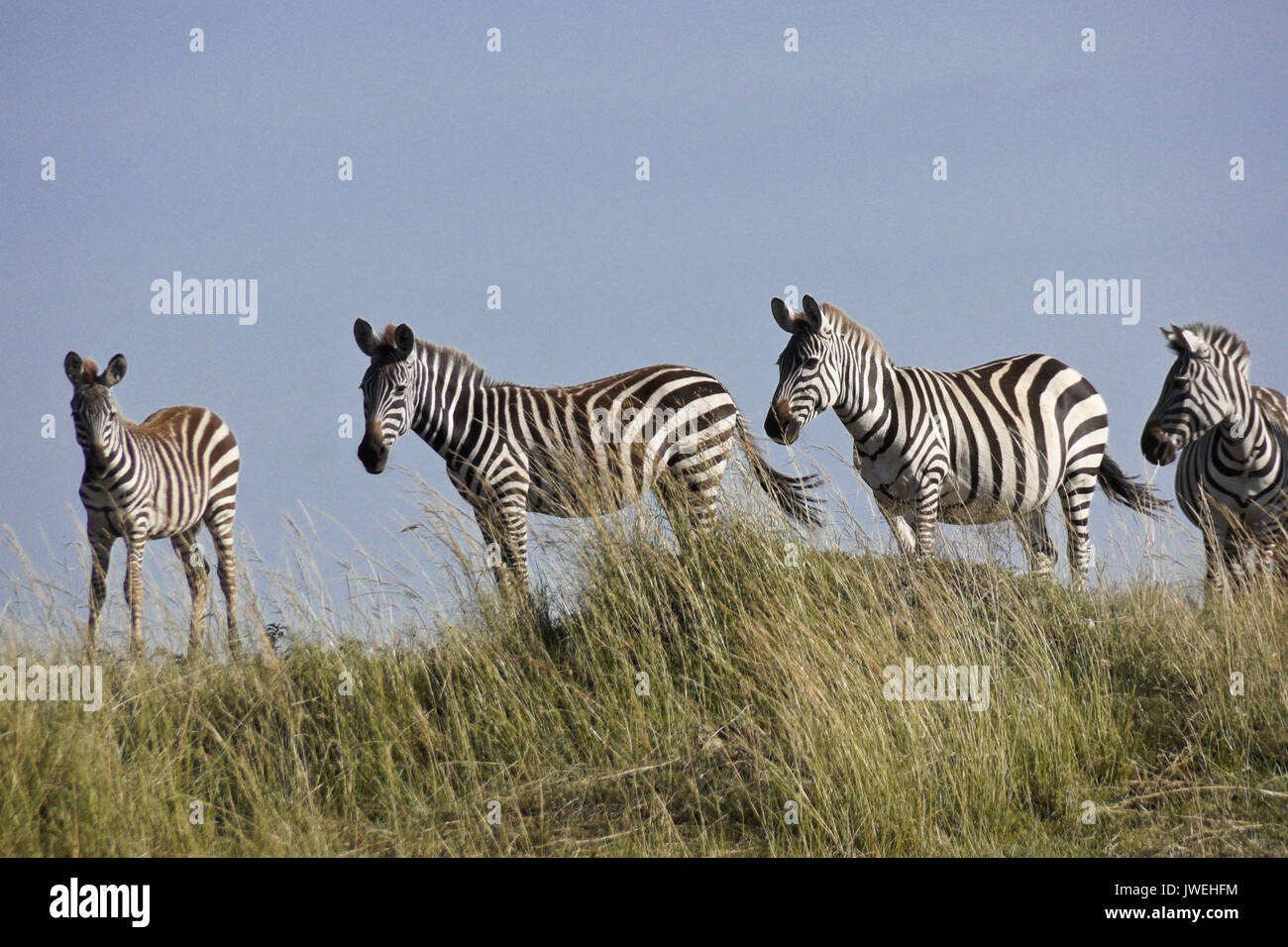 Standing zebras hi-res stock photography and images - Alamy
