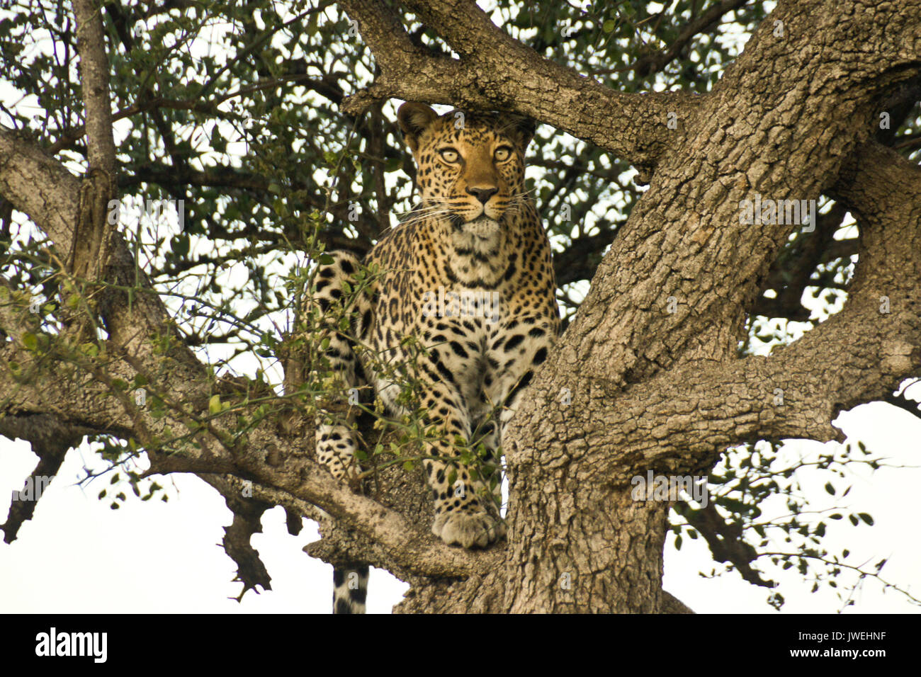 Leopard sitting hi-res stock photography and images - Alamy