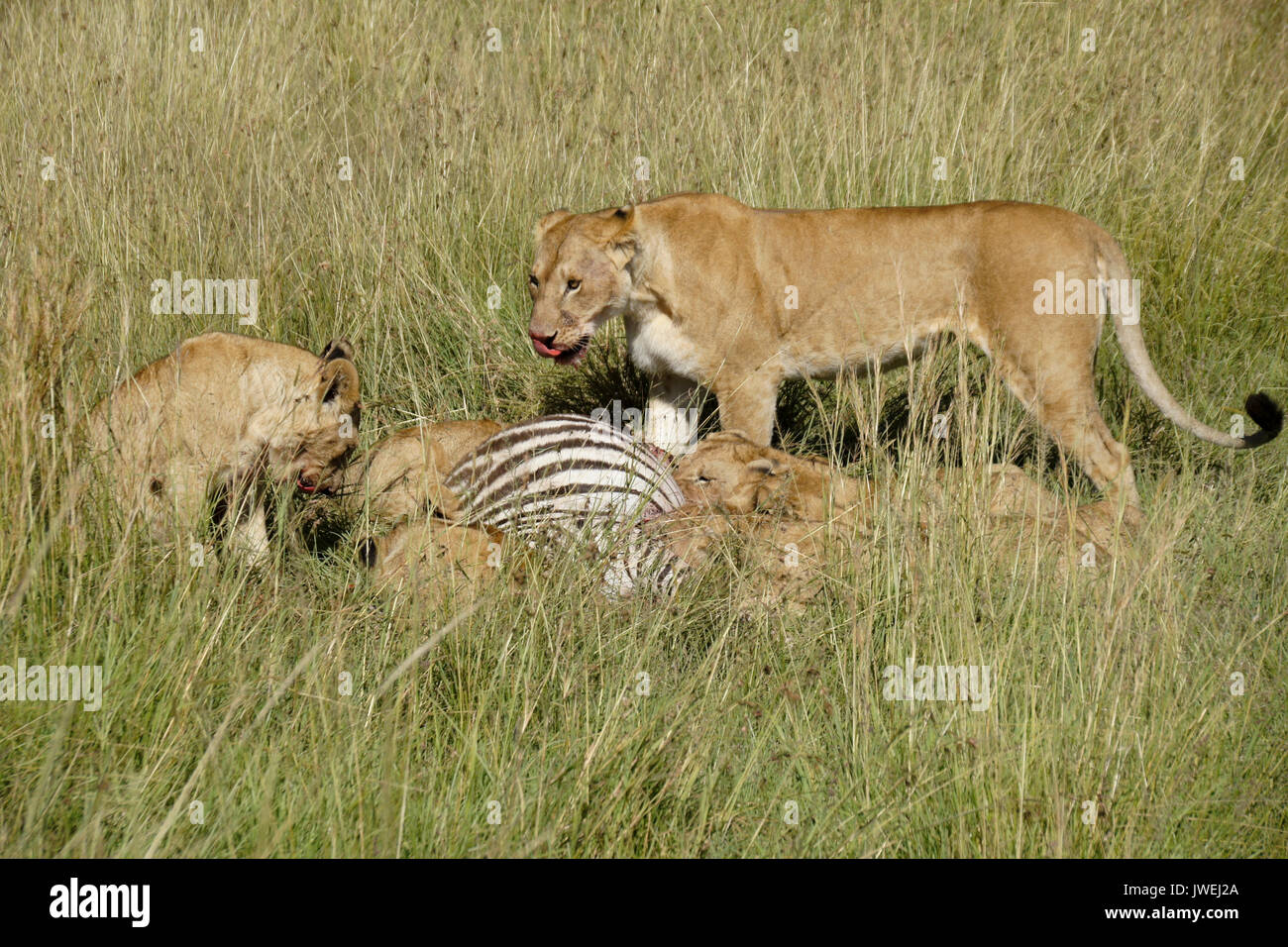 Zebra kill hi-res stock photography and images - Alamy