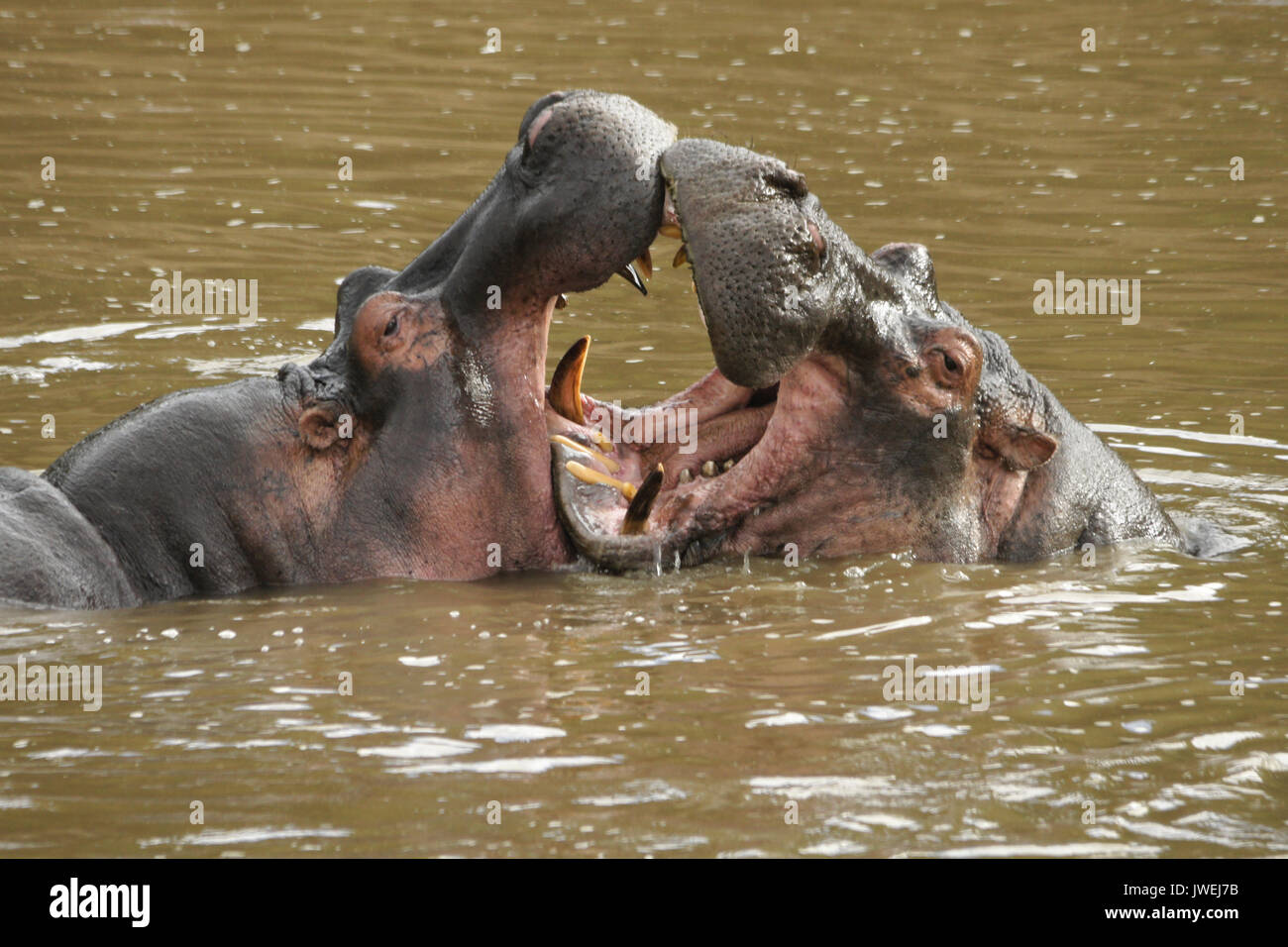 Water mouthing hi-res stock photography and images - Alamy