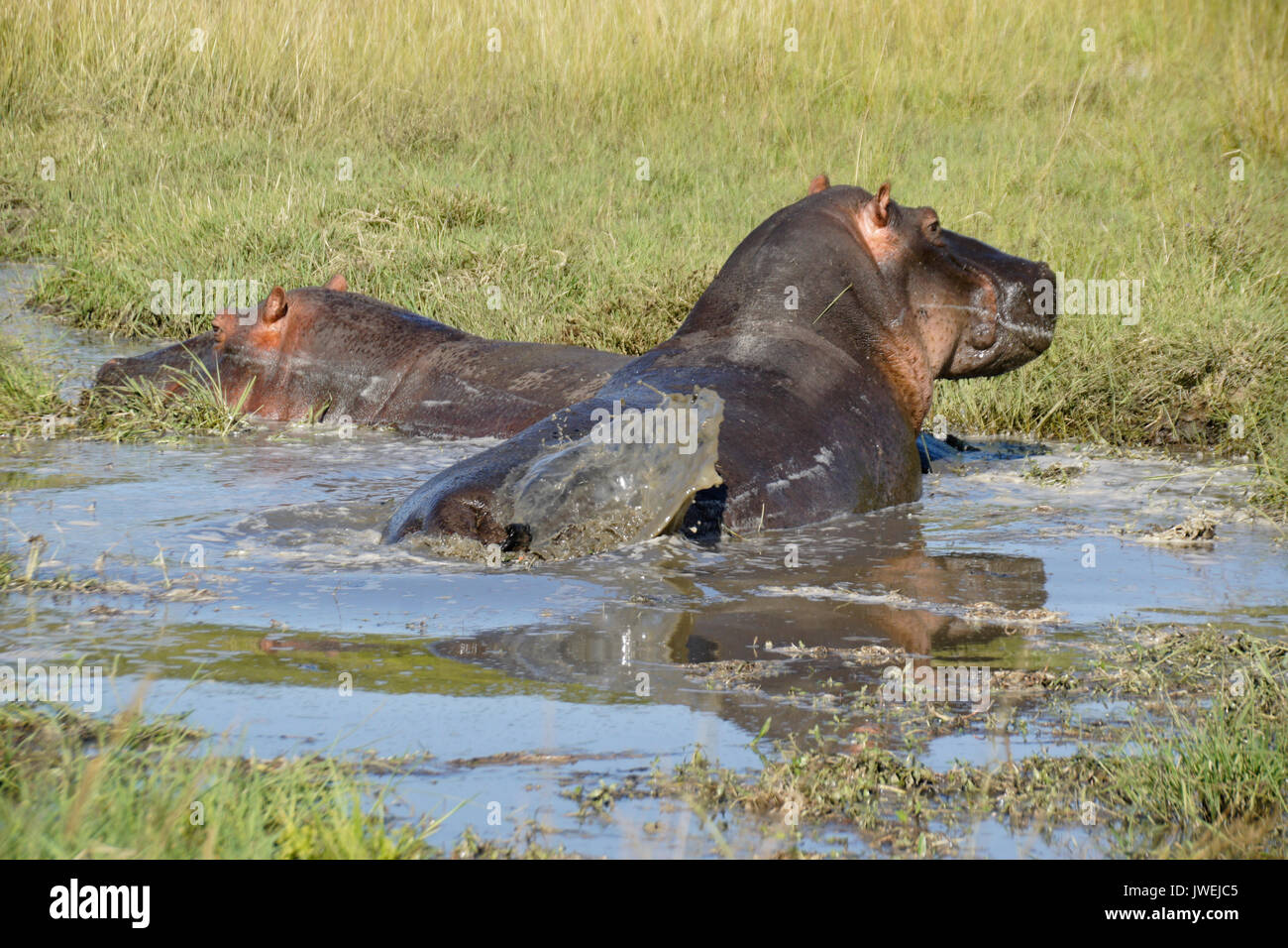 A hippopotamus pooping hi-res stock photography and images - Alamy