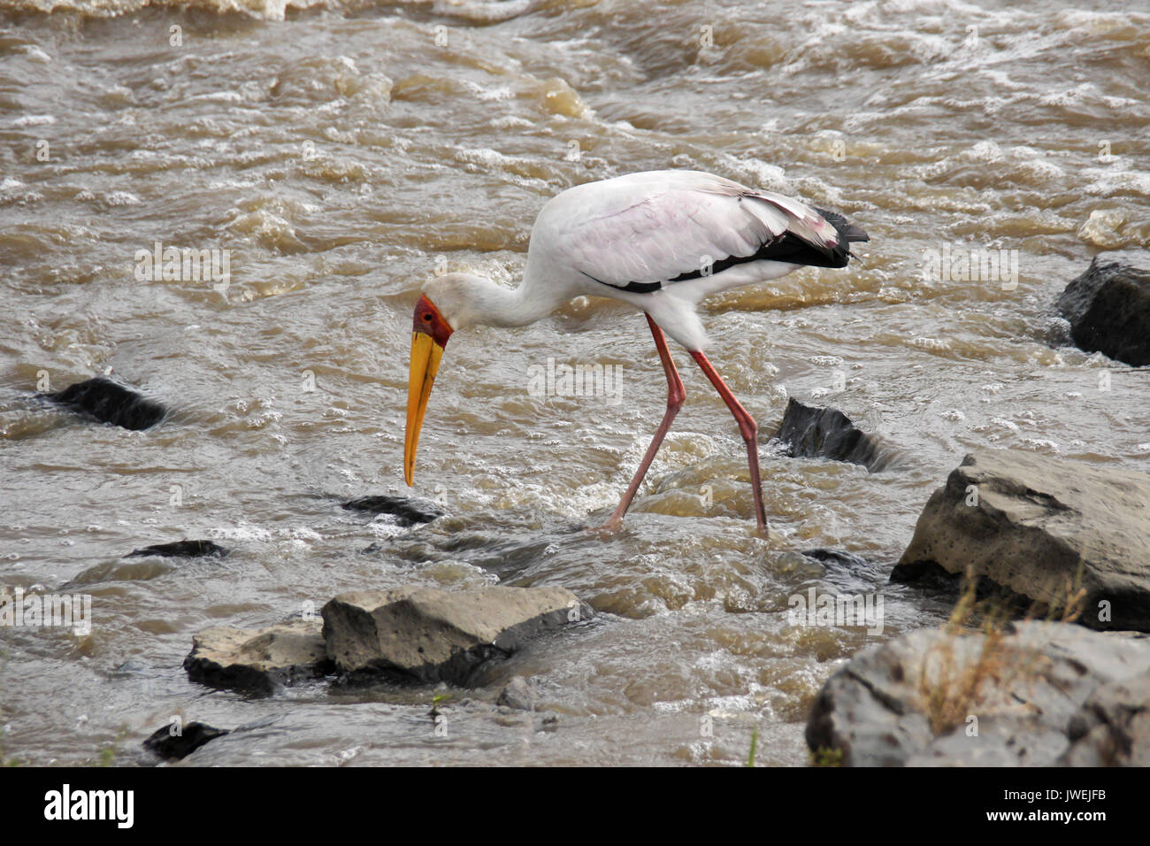 Mara river fishing hi-res stock photography and images - Alamy