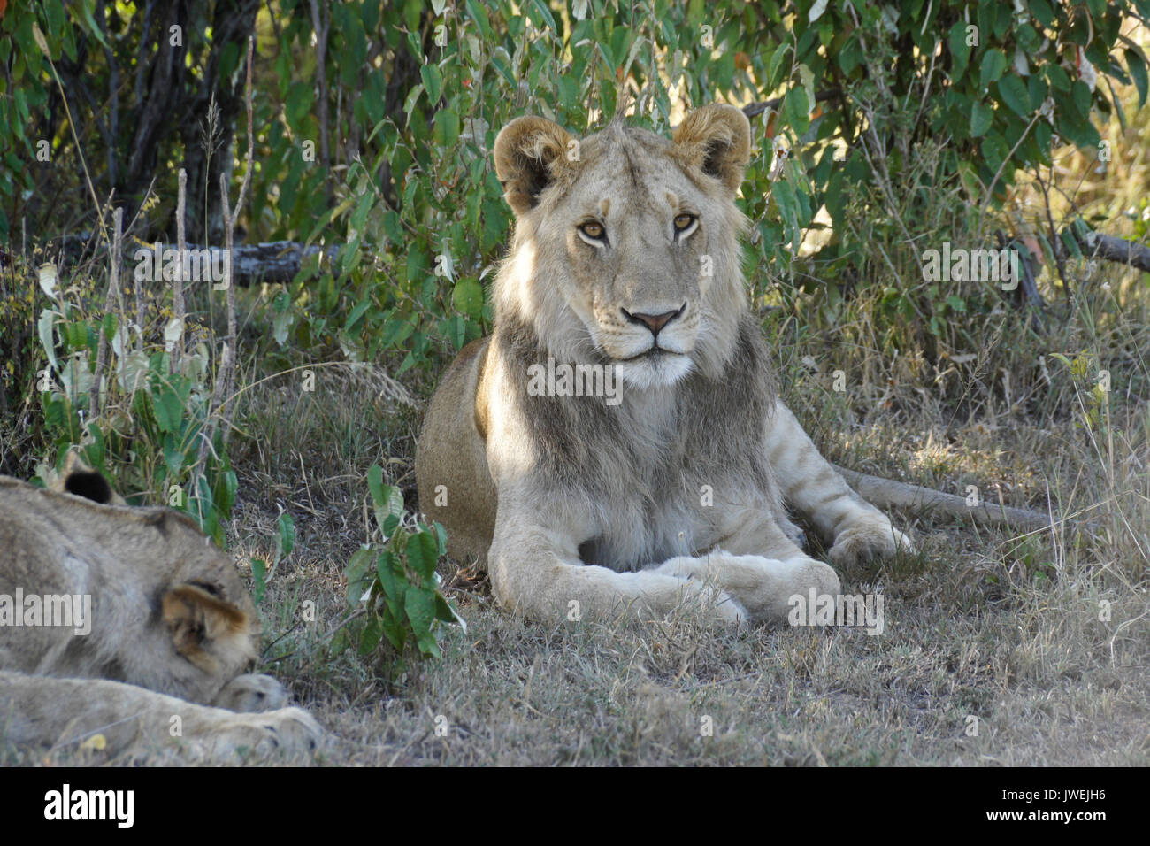 African lions resting in shade hi-res stock photography and images - Alamy