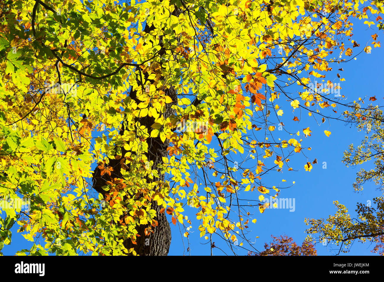 Autumn tree colors. Colorful deciduous tree in the fall Stock Photo - Alamy