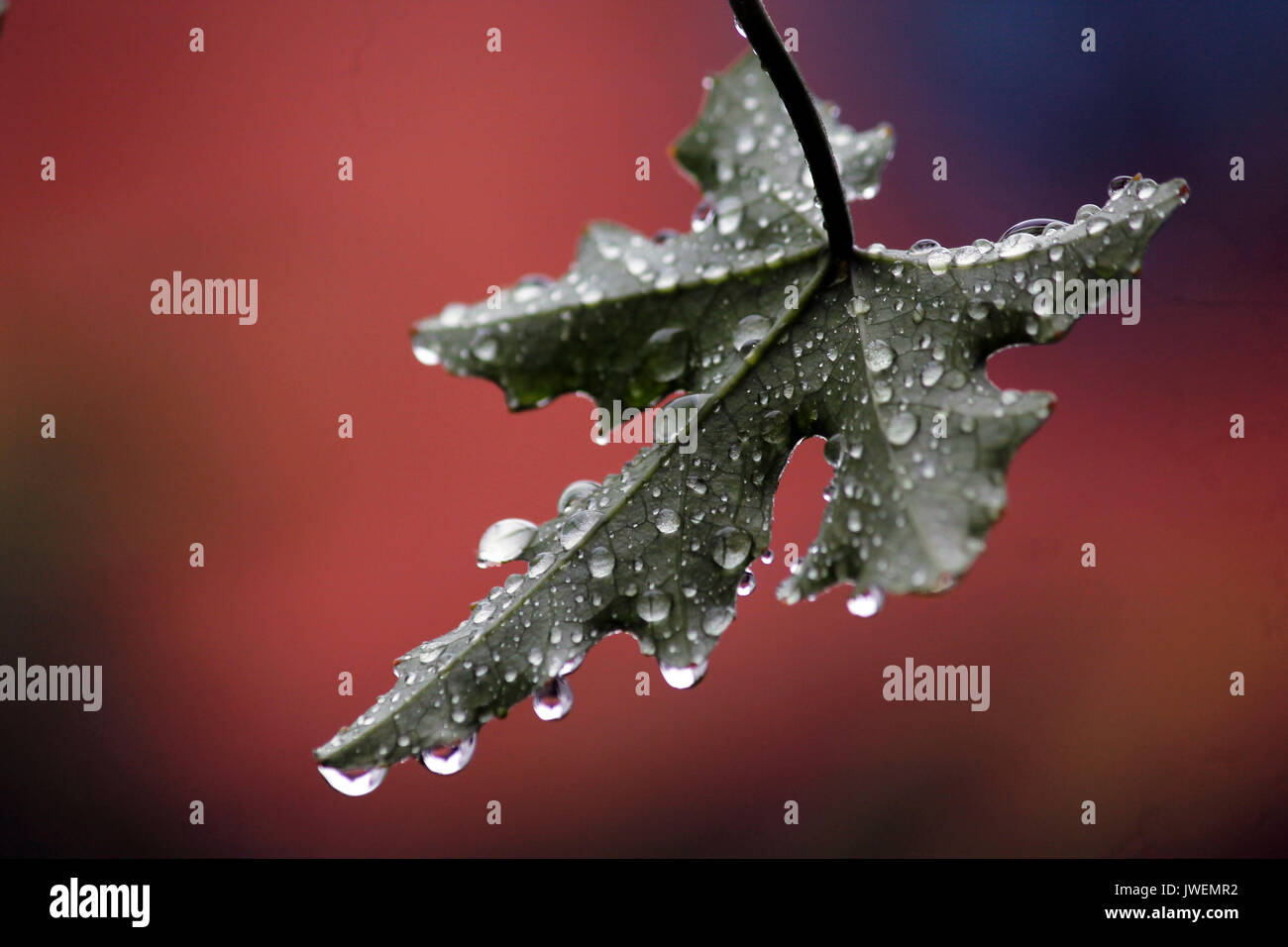 Camera rain cover hi-res stock photography and images - Alamy