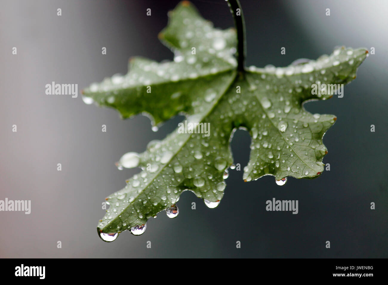Camera rain cover hi-res stock photography and images - Alamy