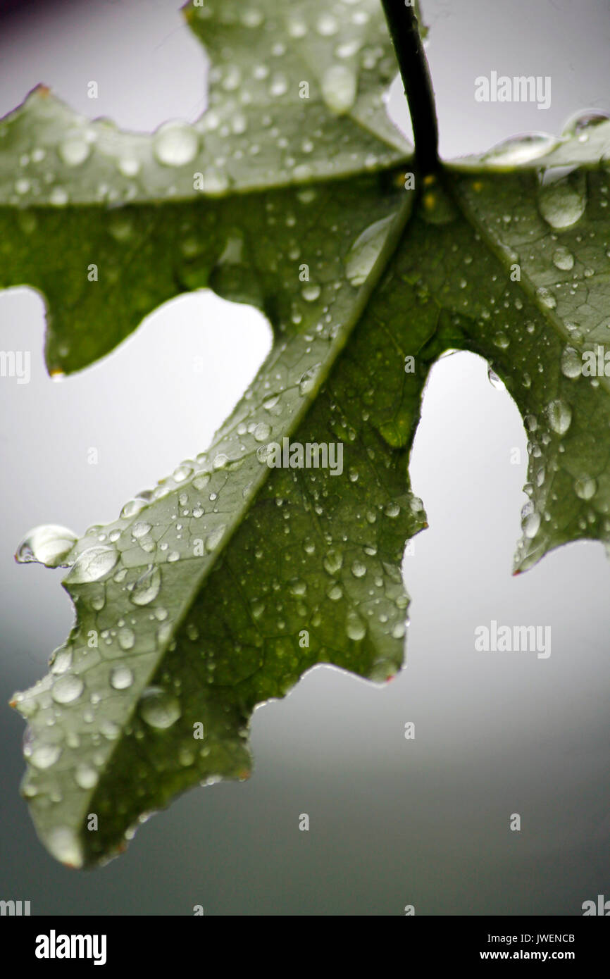 Camera rain cover hi-res stock photography and images - Alamy