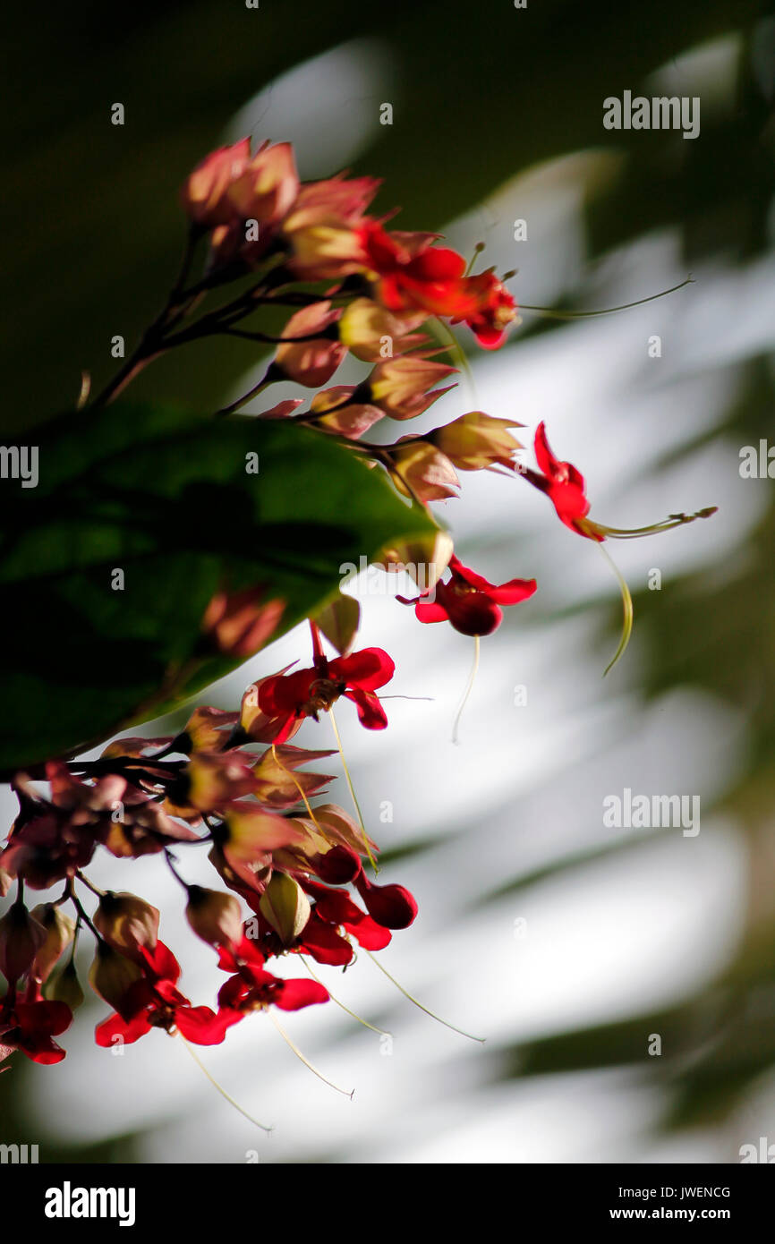 India monsoon flowers hi-res stock photography and images - Alamy