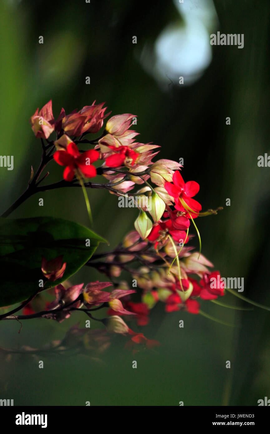 India monsoon flowers hi-res stock photography and images - Alamy