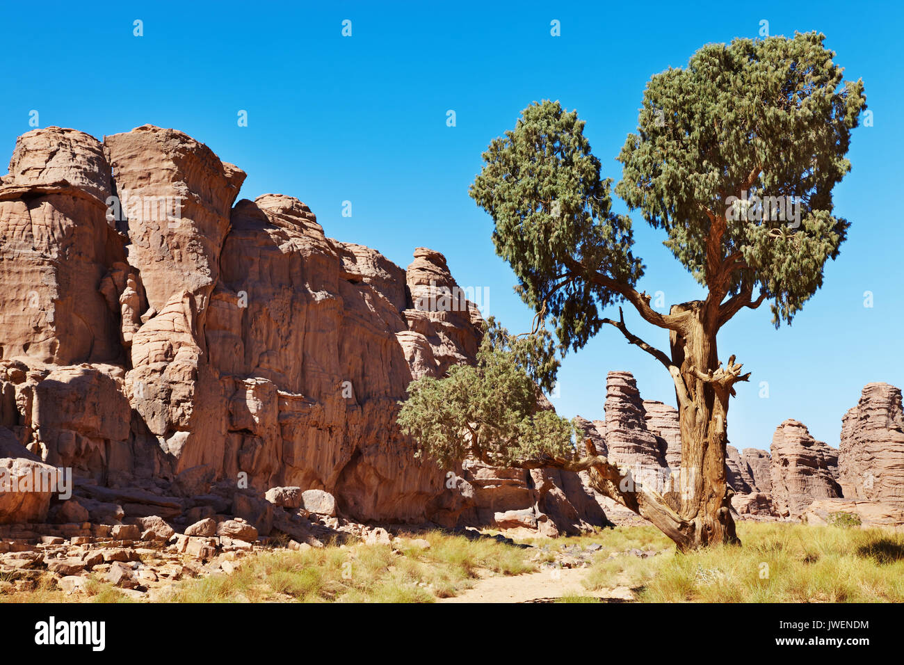 Saharan Cypress, very rare coniferous tree in Tassili N'Ajjer, Sahara ...