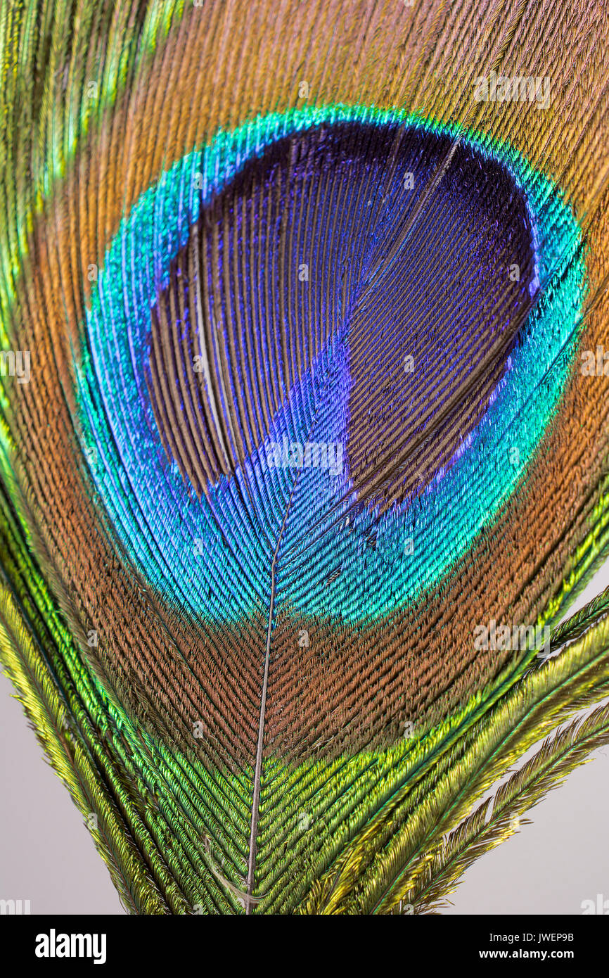 Peacock feather background hi-res stock photography and images - Alamy