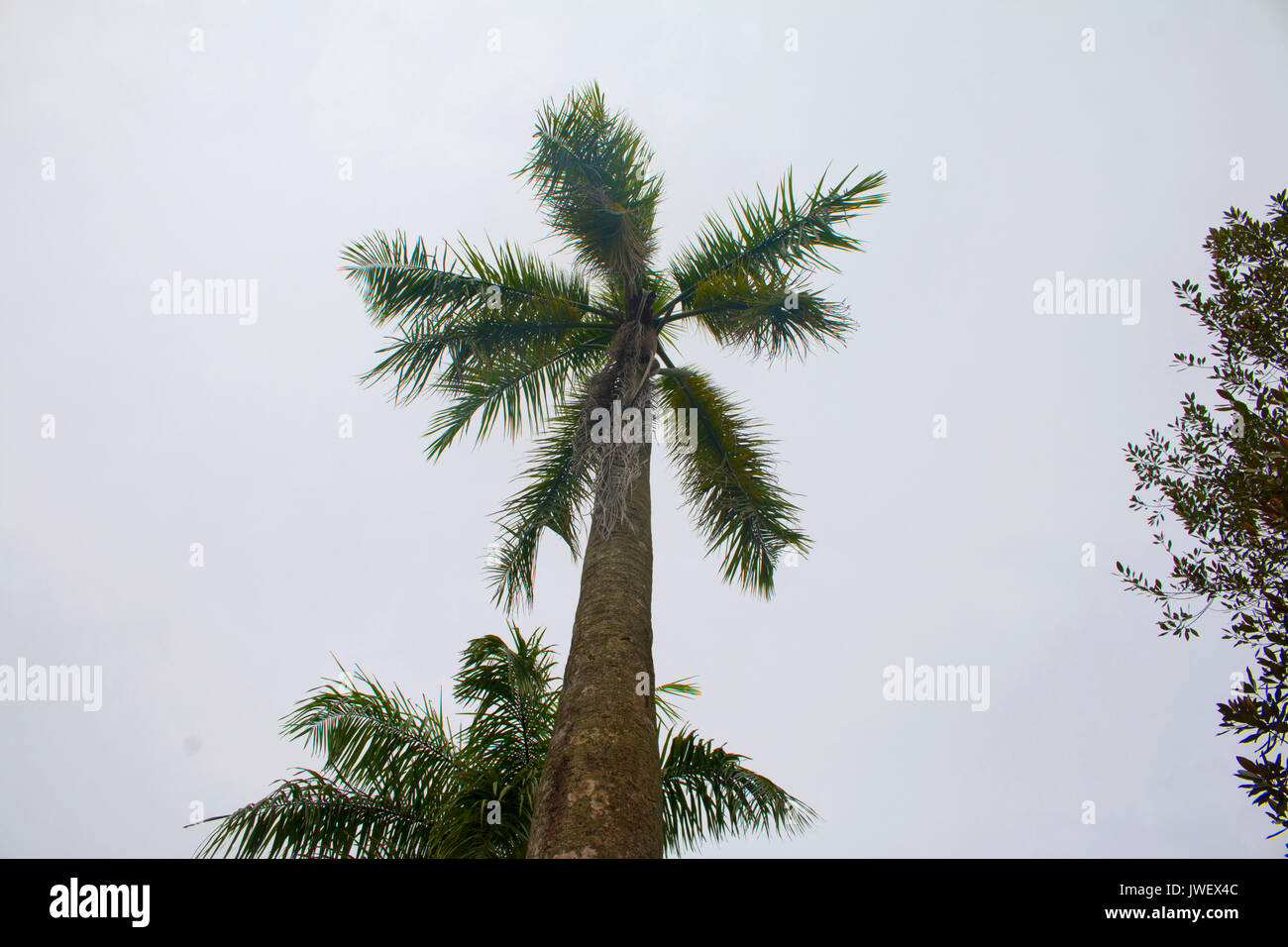 Palm Tree Top Stock Photo - Alamy