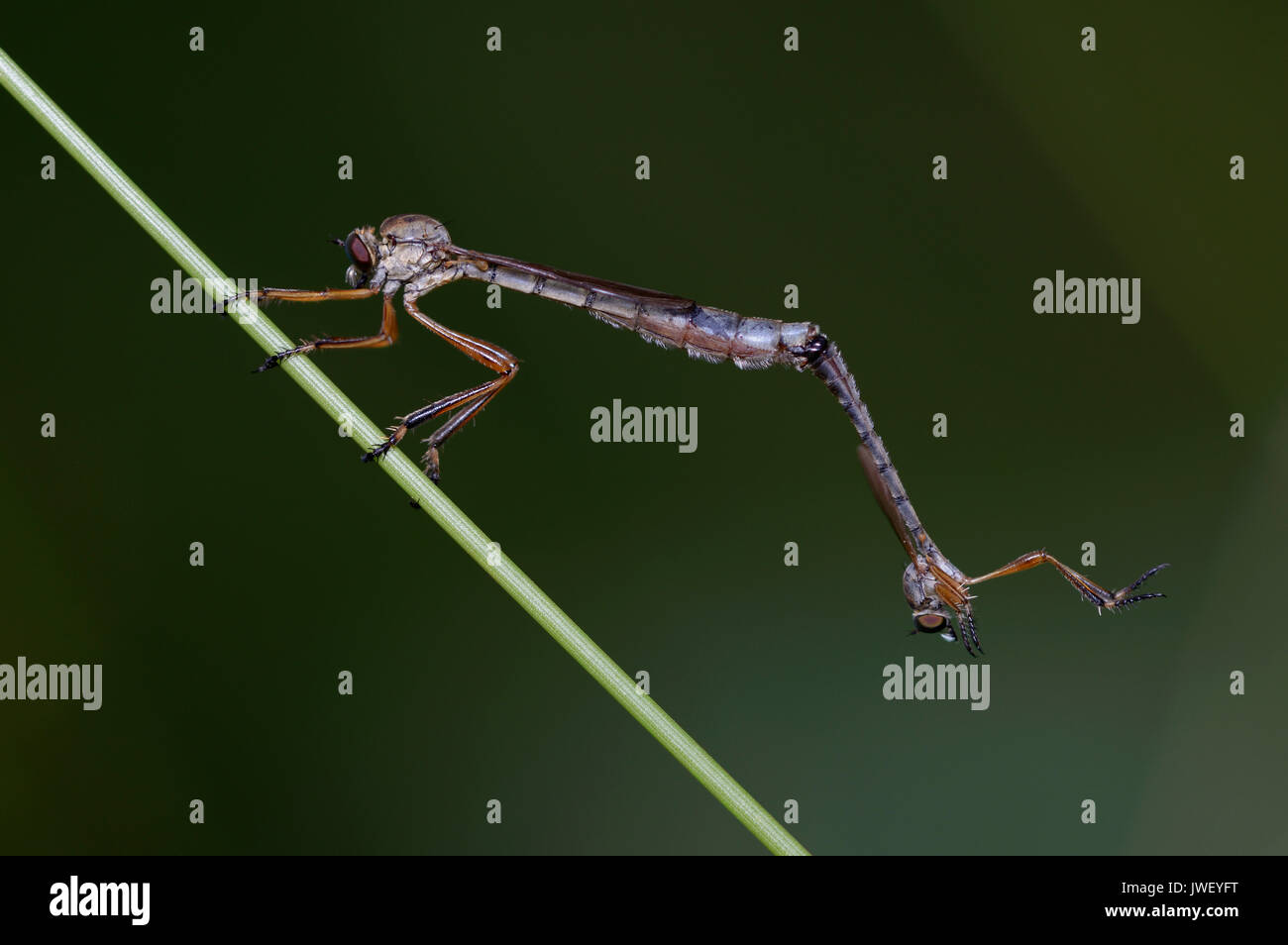 Robber flies, Leptogaster cylindrica, mating on plant stem Stock Photo ...