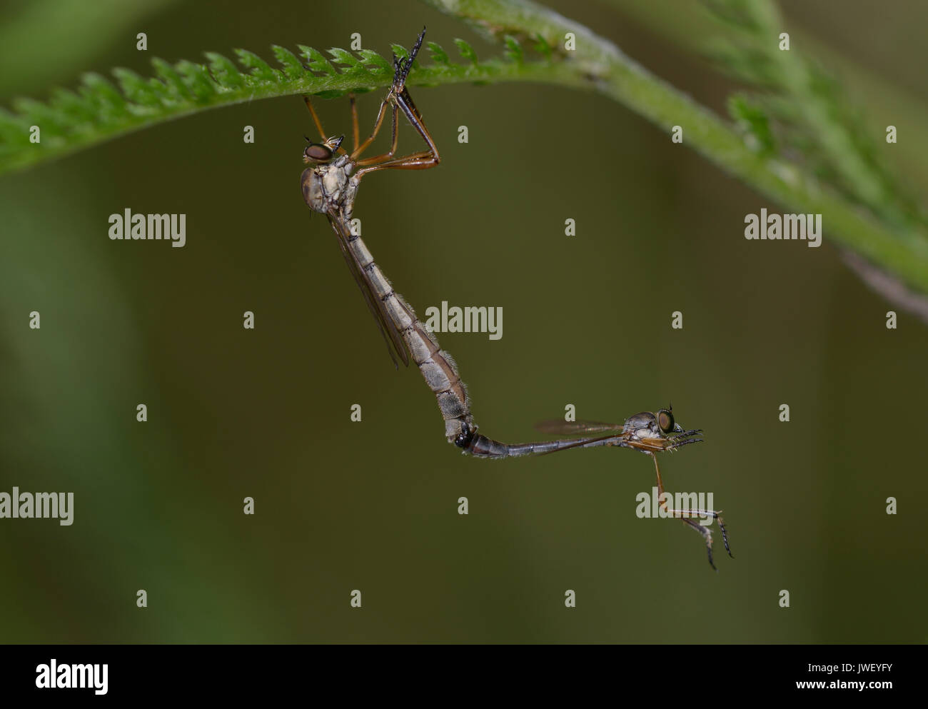 Robber flies, Leptogaster cylindrica, mating on plant stem Stock Photo ...