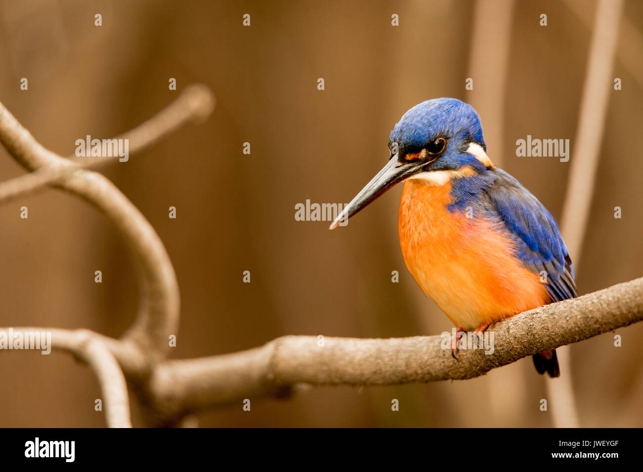 Spectacular water droplets on flowers and leaves Stock Photo - Alamy