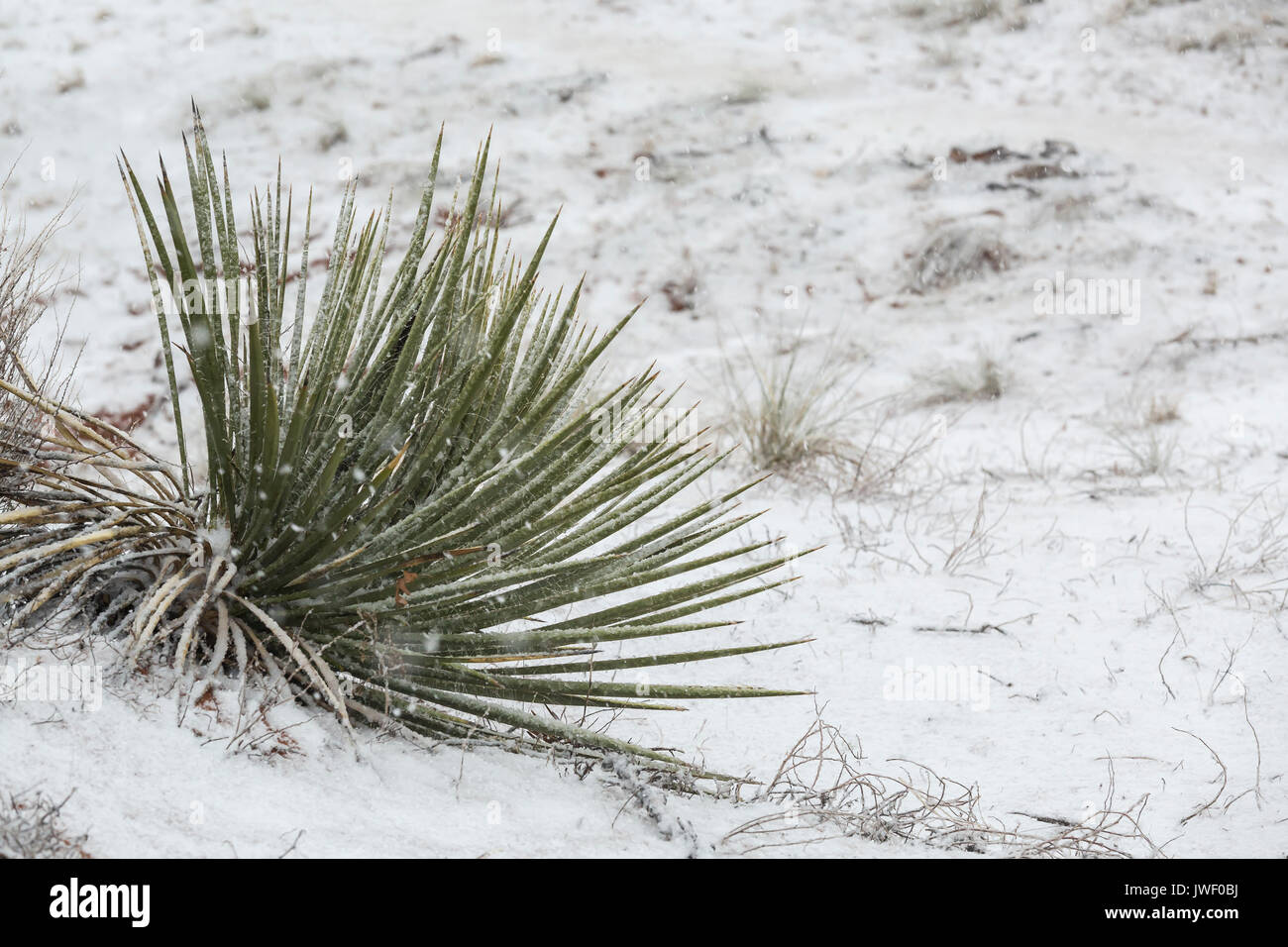 Narrowleaf yucca or fineleaf yucca yucca angustissima hi-res stock ...