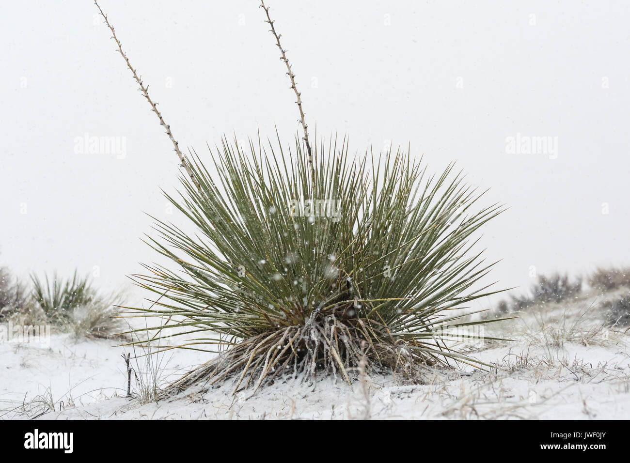 Narrowleaf yucca yucca angustissima hi-res stock photography and images ...