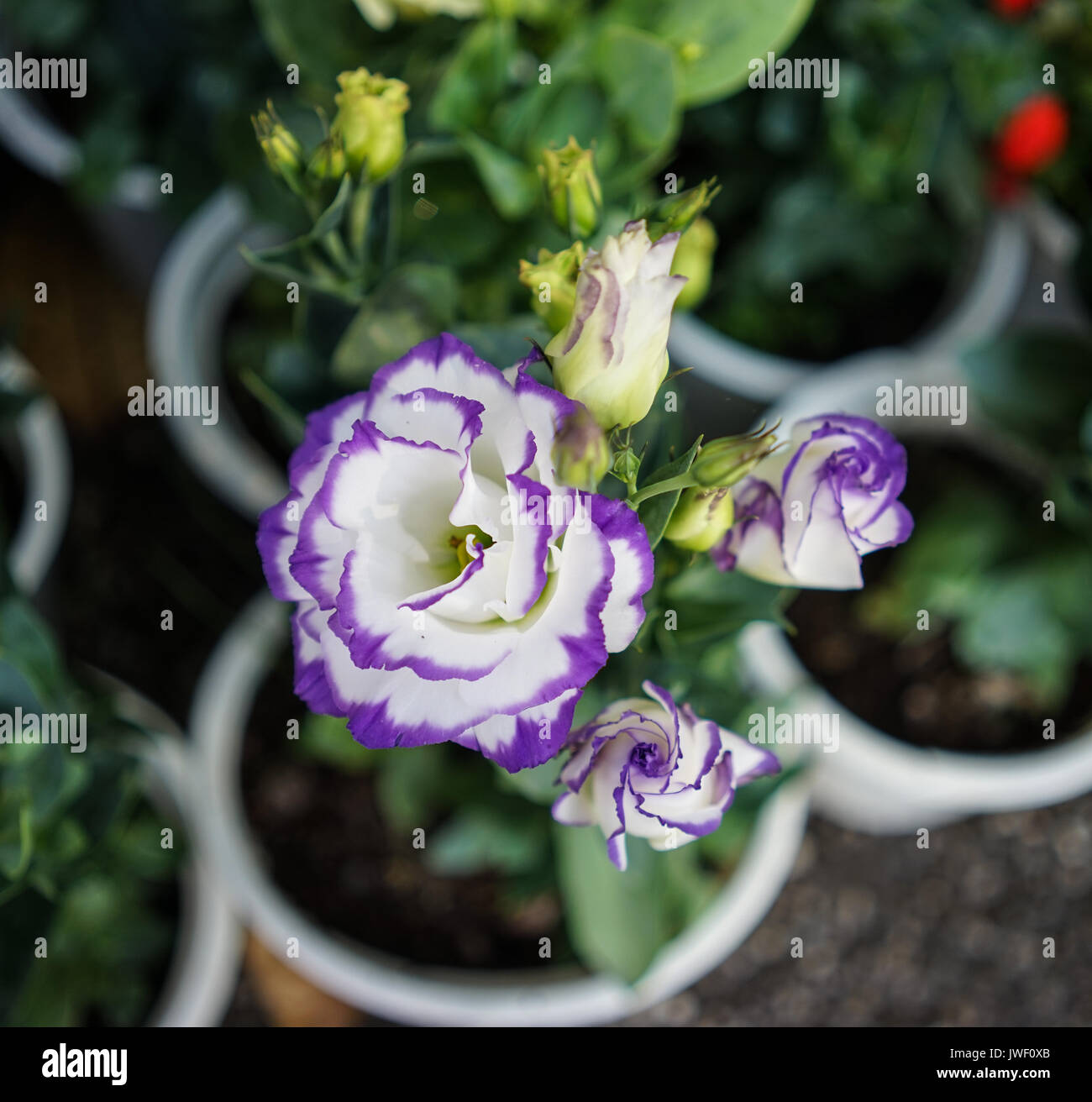 Eustoma russellianum hi-res stock photography and images - Alamy