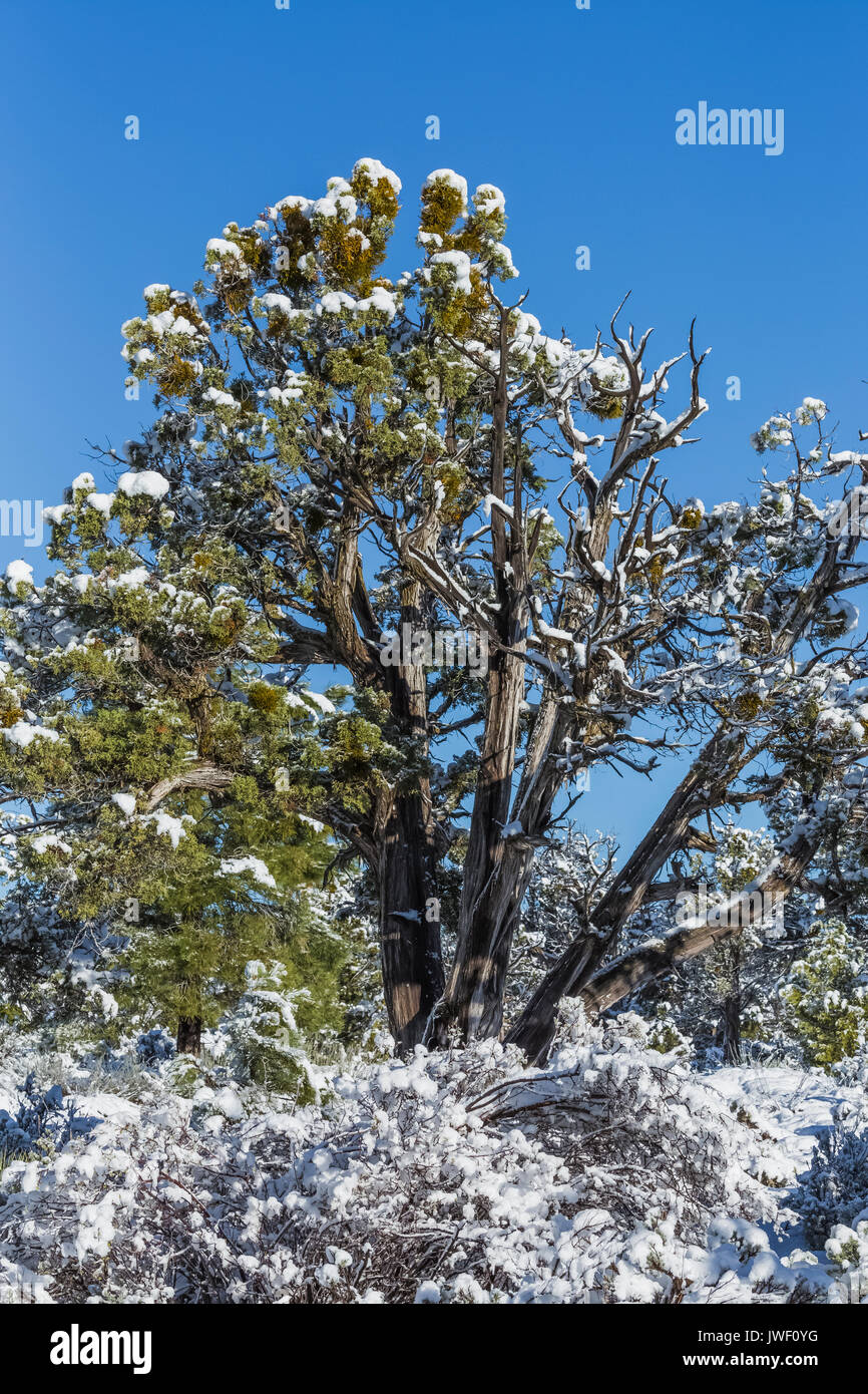 Utah Juniper, Juniperus utahensis, after a spring snowstorm in ...
