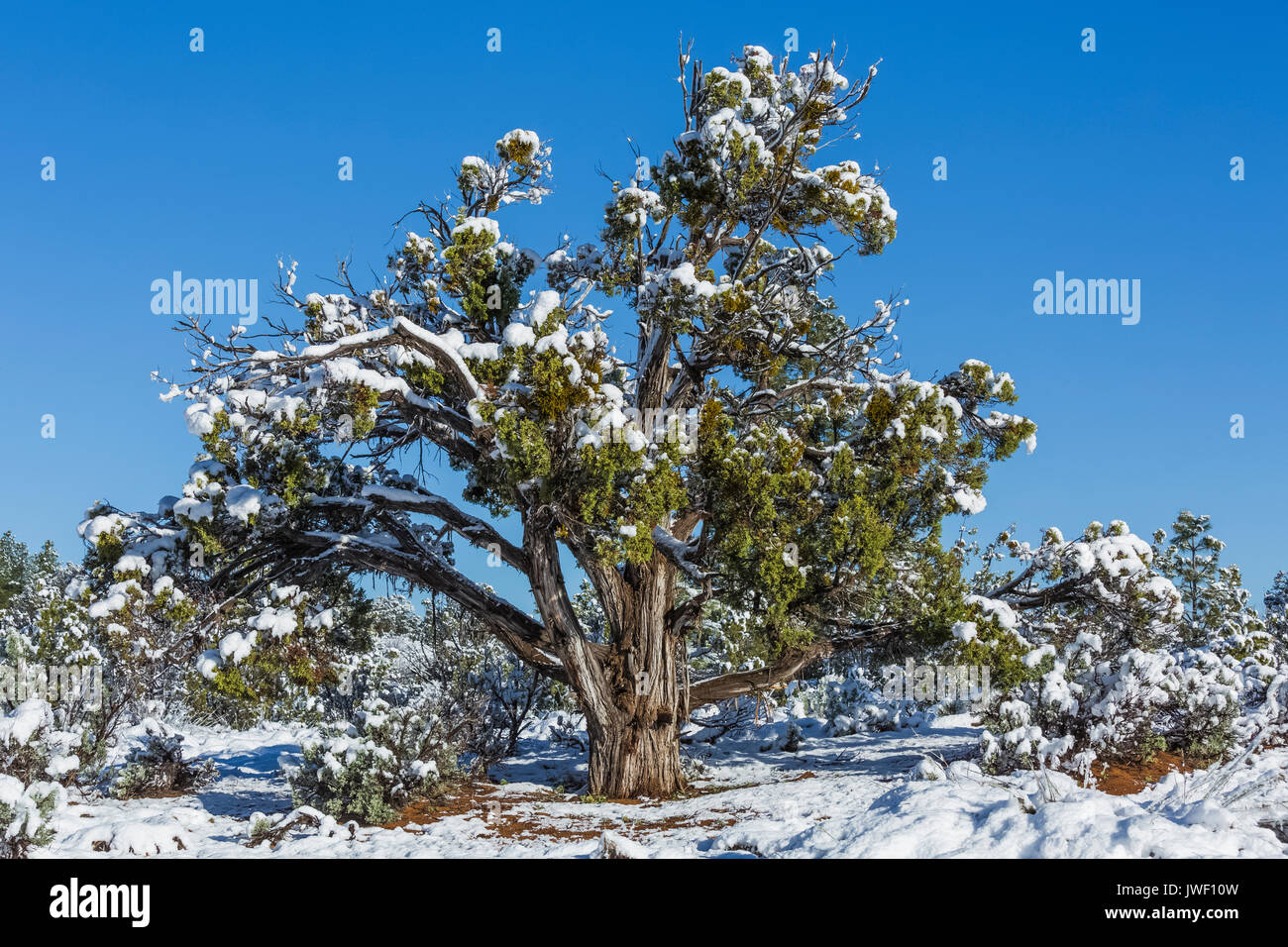 Utah Juniper, Juniperus utahensis, after a spring snowstorm in ...