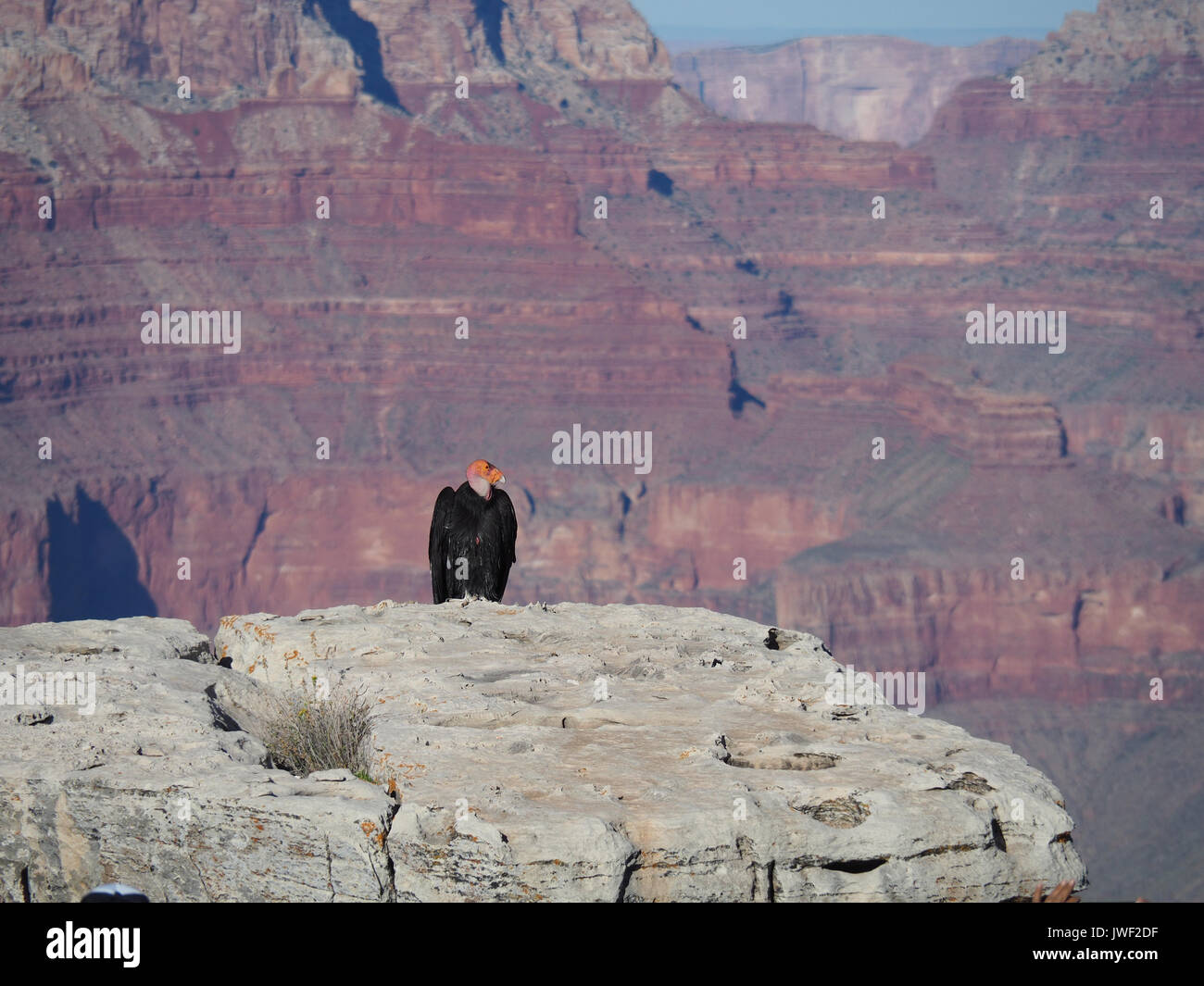 California condor sitting on a rock at the Grand Canyon Stock Photo - Alamy