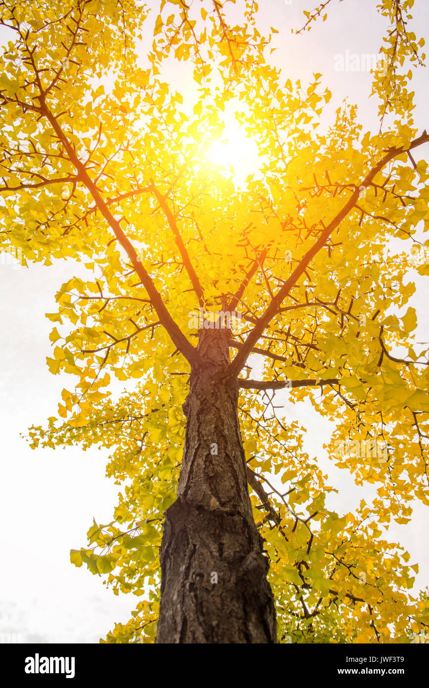 The colors of autumn Stock Photo - Alamy
