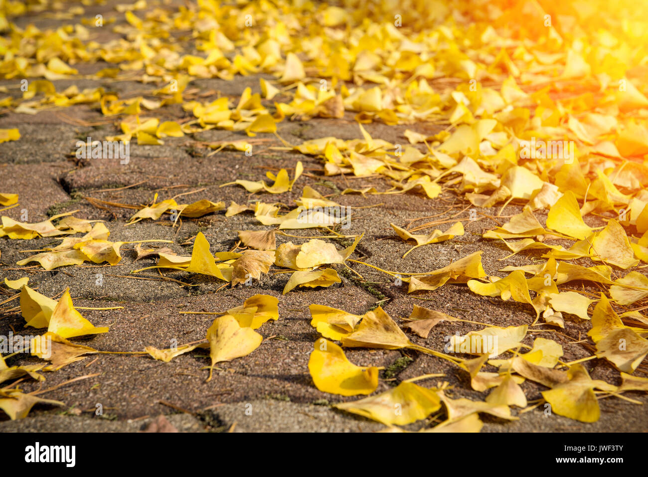 The colors of autumn Stock Photo - Alamy