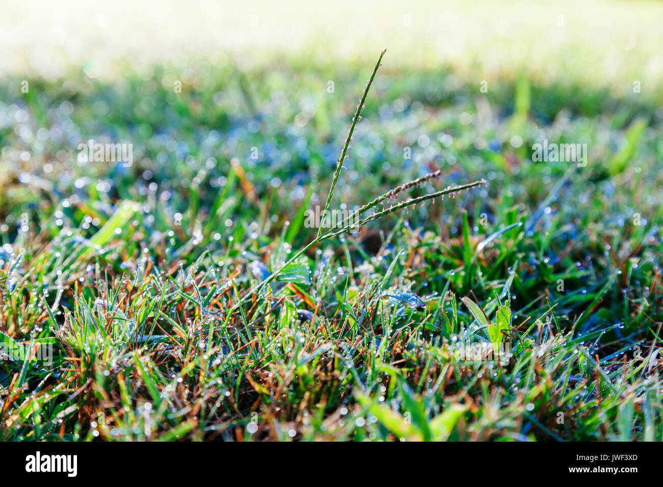 Nice dew on grass hi-res stock photography and images - Alamy