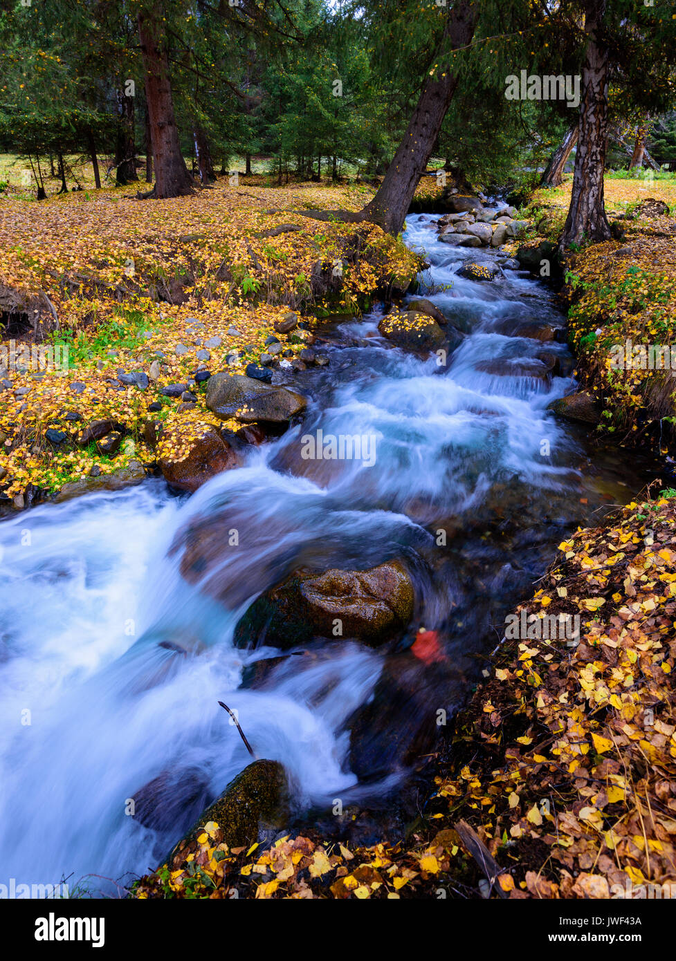 ravine stream and fallen leaves Stock Photo - Alamy