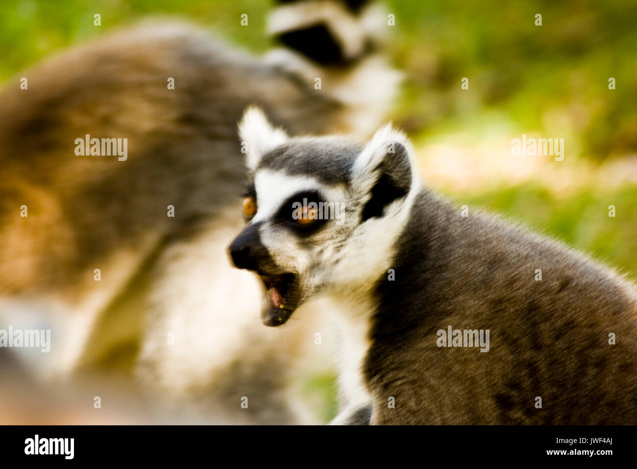 Madagascar species hi-res stock photography and images - Alamy