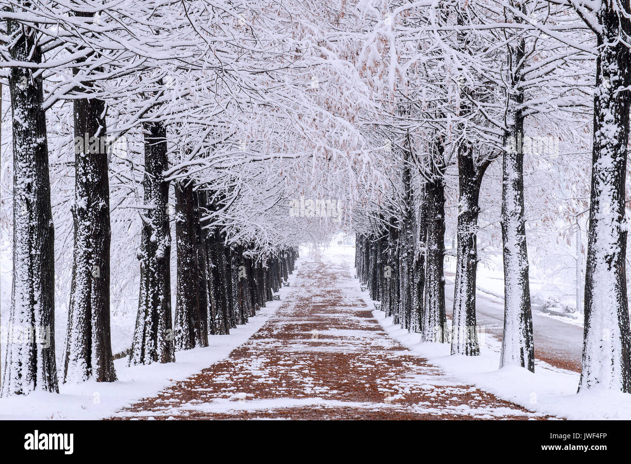 Row of trees in Winter with falling snow Stock Photo - Alamy