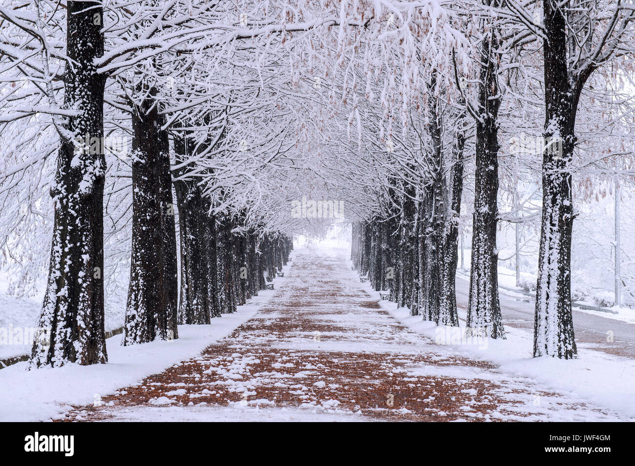 Row of trees in Winter with falling snow Stock Photo - Alamy
