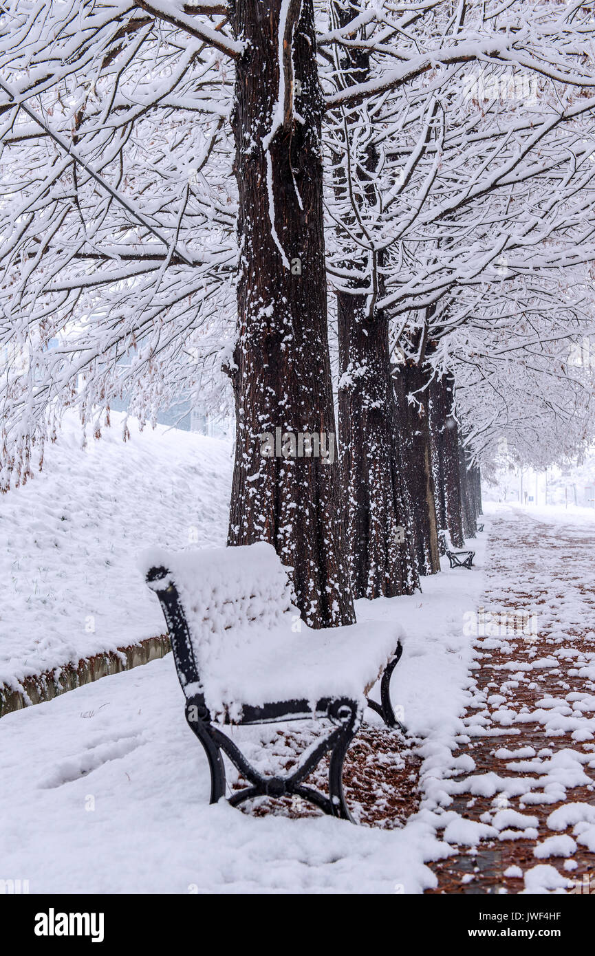 View of bench and trees with falling snow Stock Photo - Alamy
