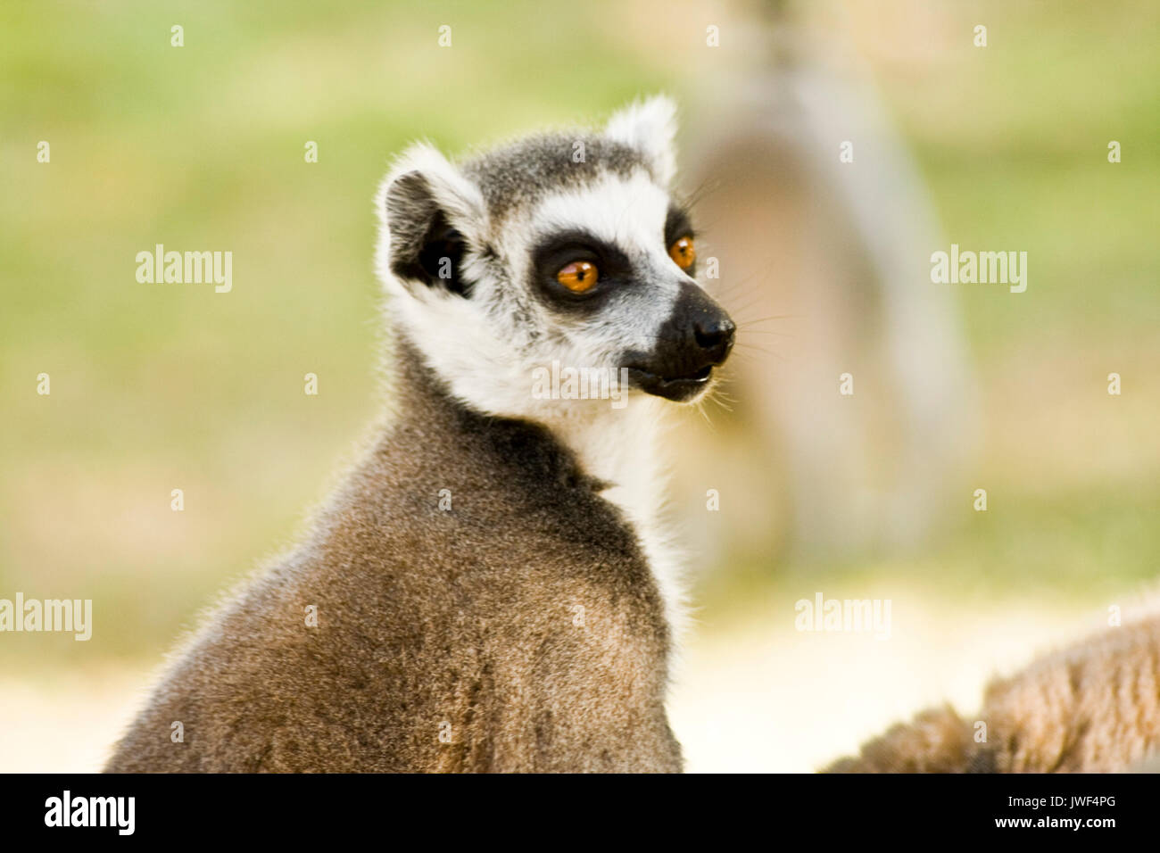 Madagascar species hi-res stock photography and images - Alamy