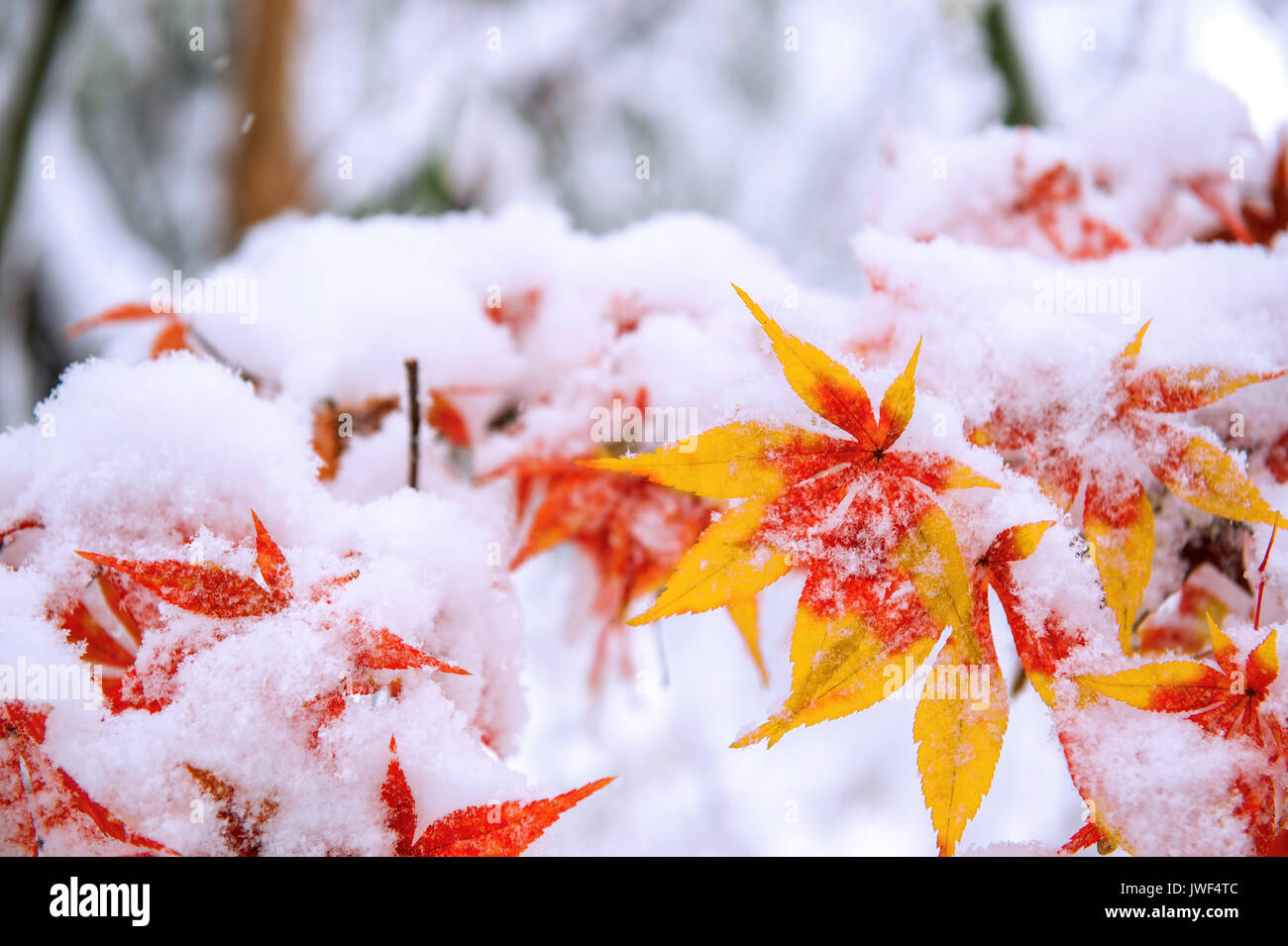 Red maple tree snow hi-res stock photography and images - Alamy