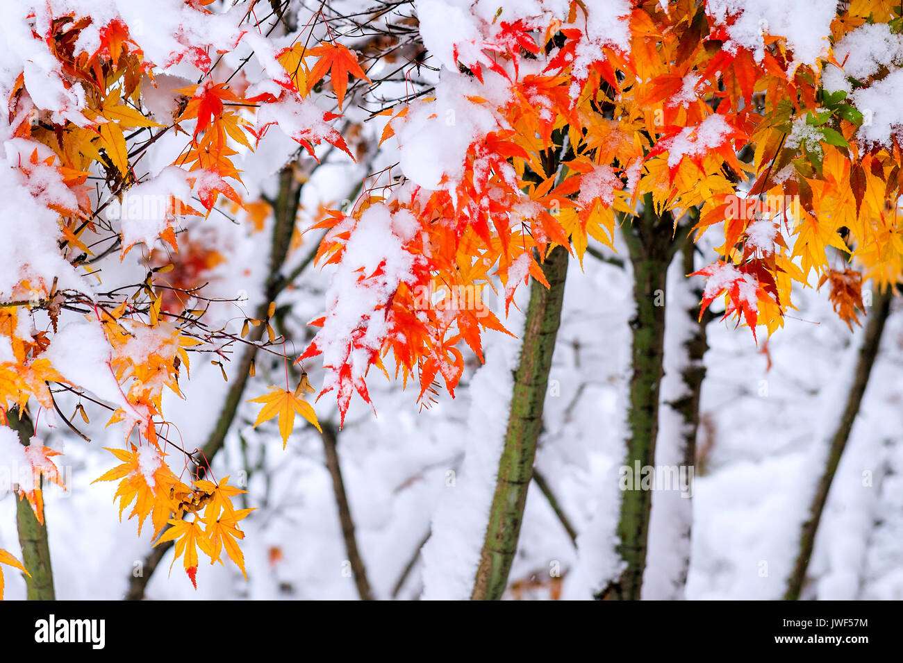 Maple tree lane south korea hi-res stock photography and images - Alamy