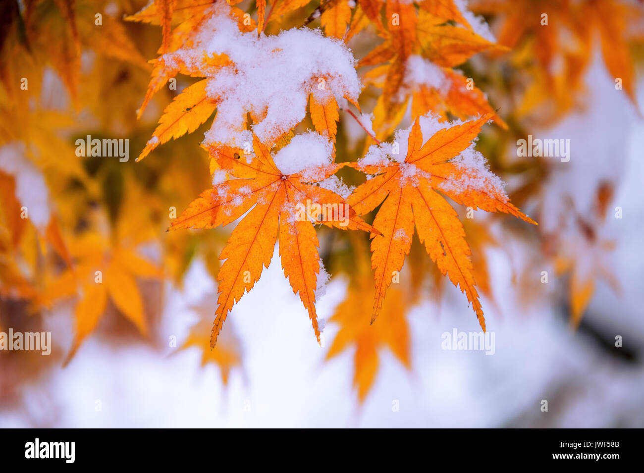 Red fall maple tree covered in snow,South Korea Stock Photo - Alamy