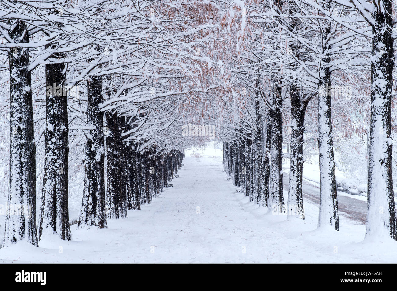 Row of trees in Winter with falling snow Stock Photo - Alamy