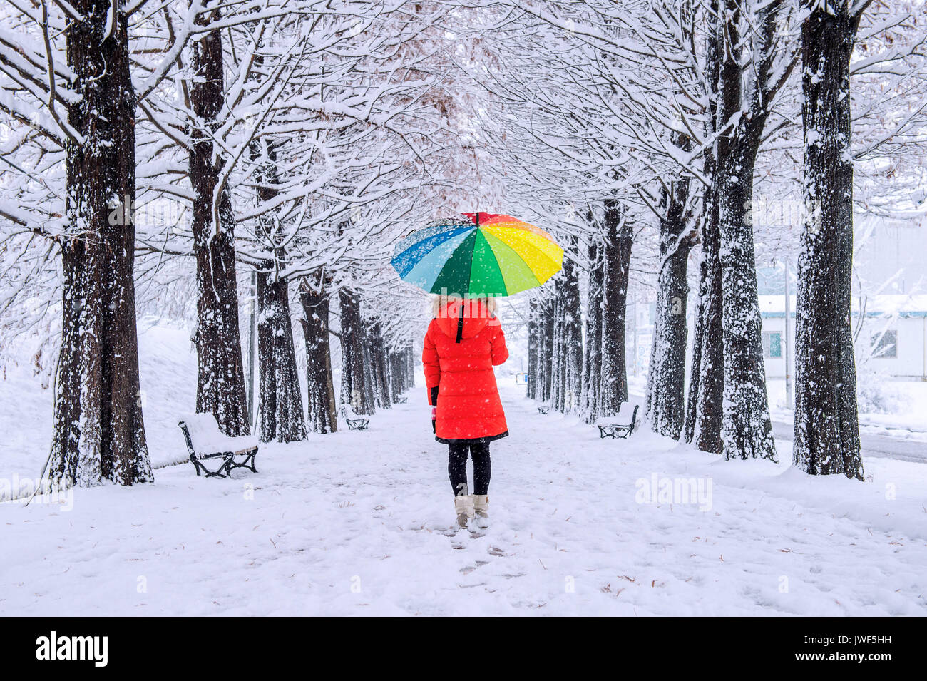 Girl with colourful umbrella walking on the path and row trees. Winter ...