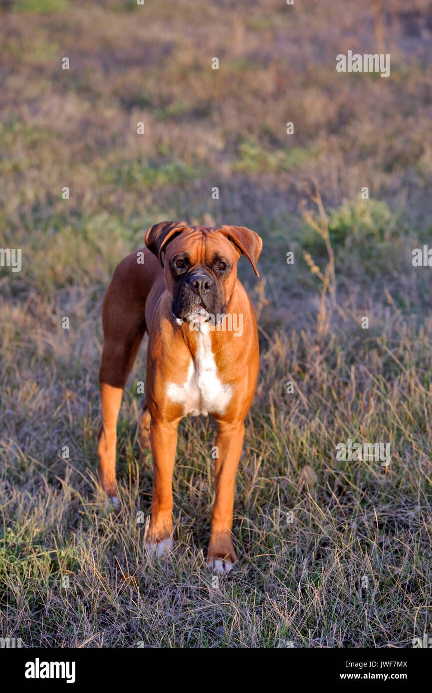 Boxer Male standing in meadow, watching Stock Photo - Alamy