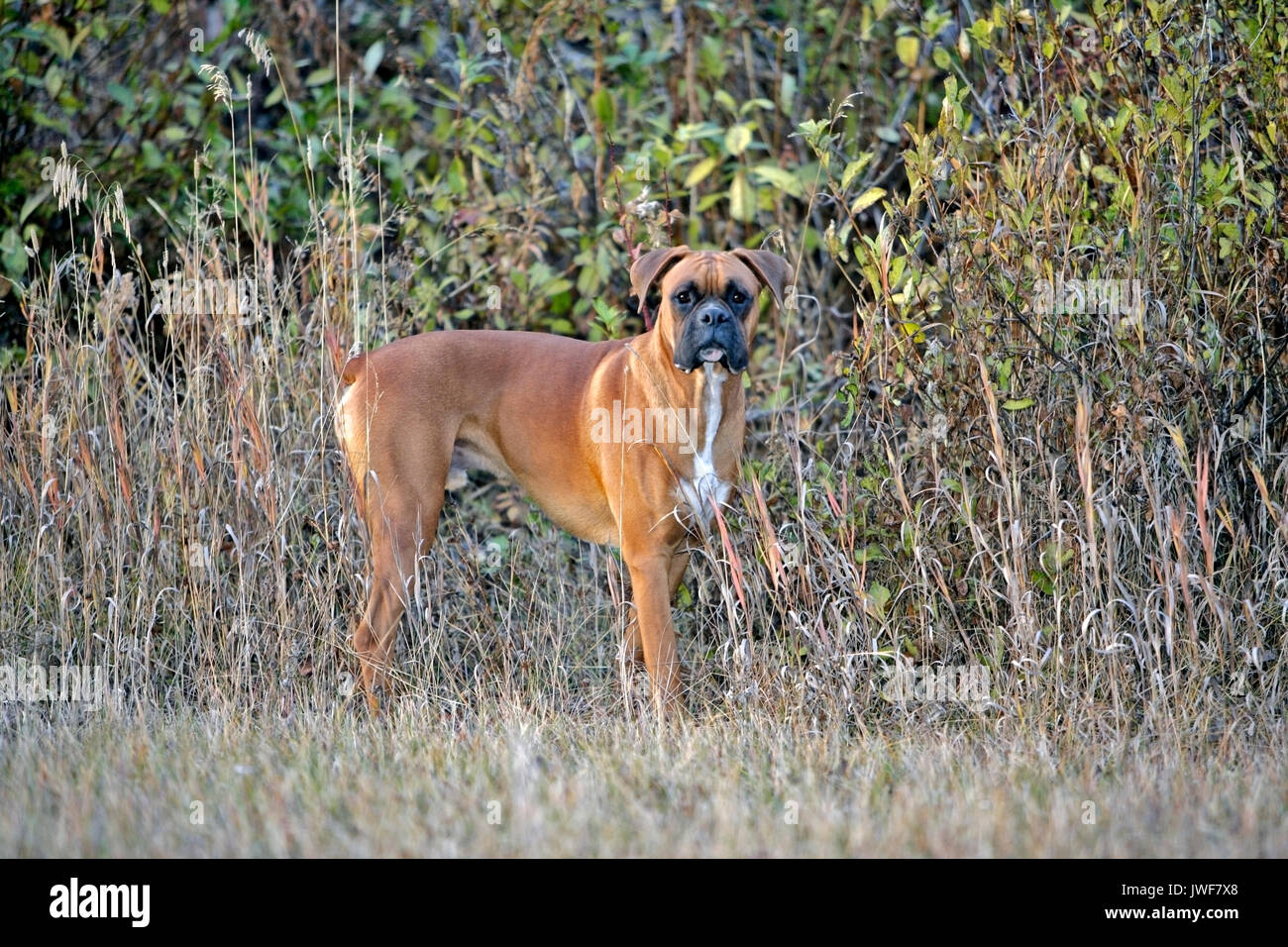 Boxer male standing in by bush in high grass Stock Photo - Alamy