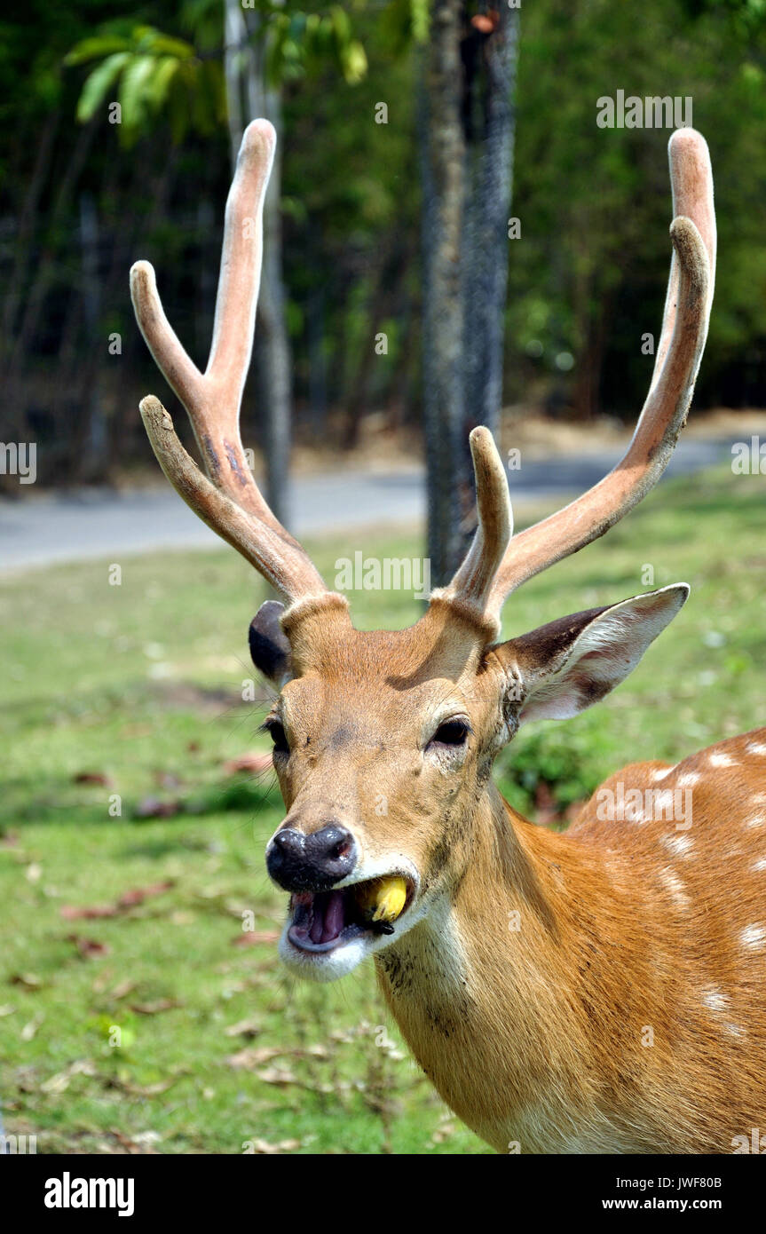 The Sika Deer, Cervus nippon, also known as the Spotted Deer or the ...
