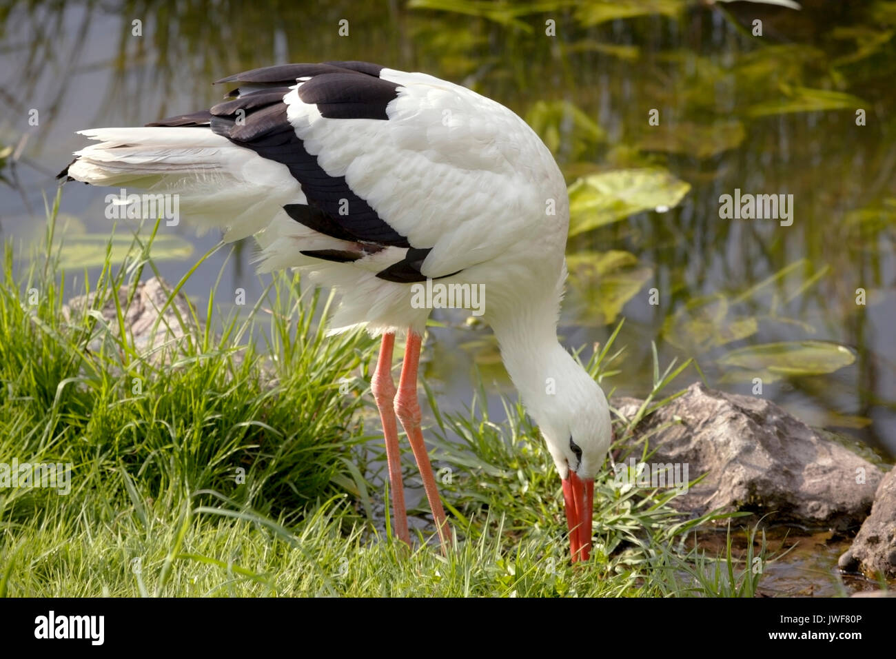 White Stork feeding by pond, portrait close up Stock Photo - Alamy