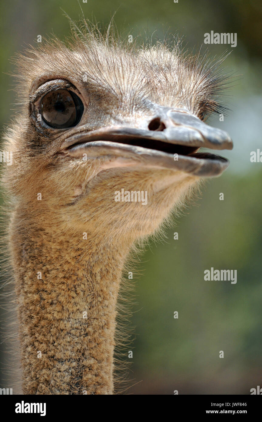 The head and neck of both male and female Ostriches is nearly bare ...
