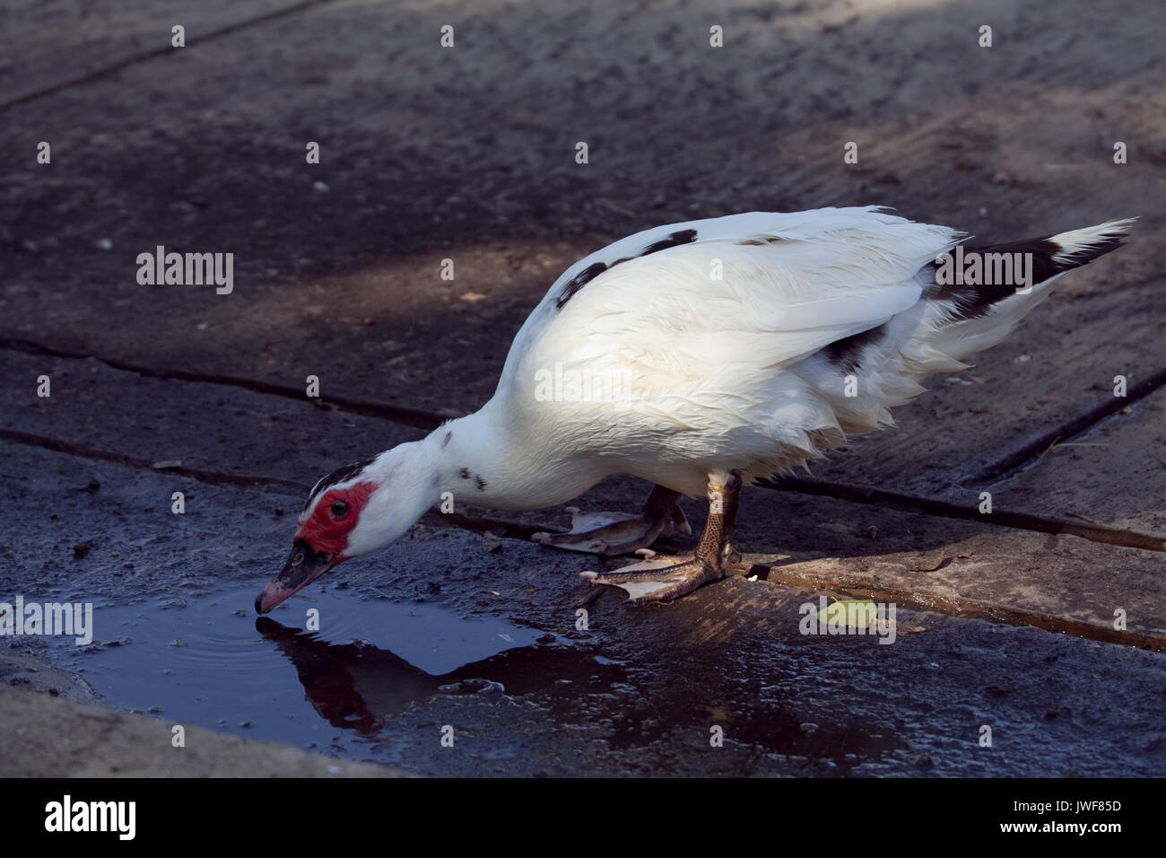 Amazing birds of Israel, birds of the Holy Land Stock Photo - Alamy